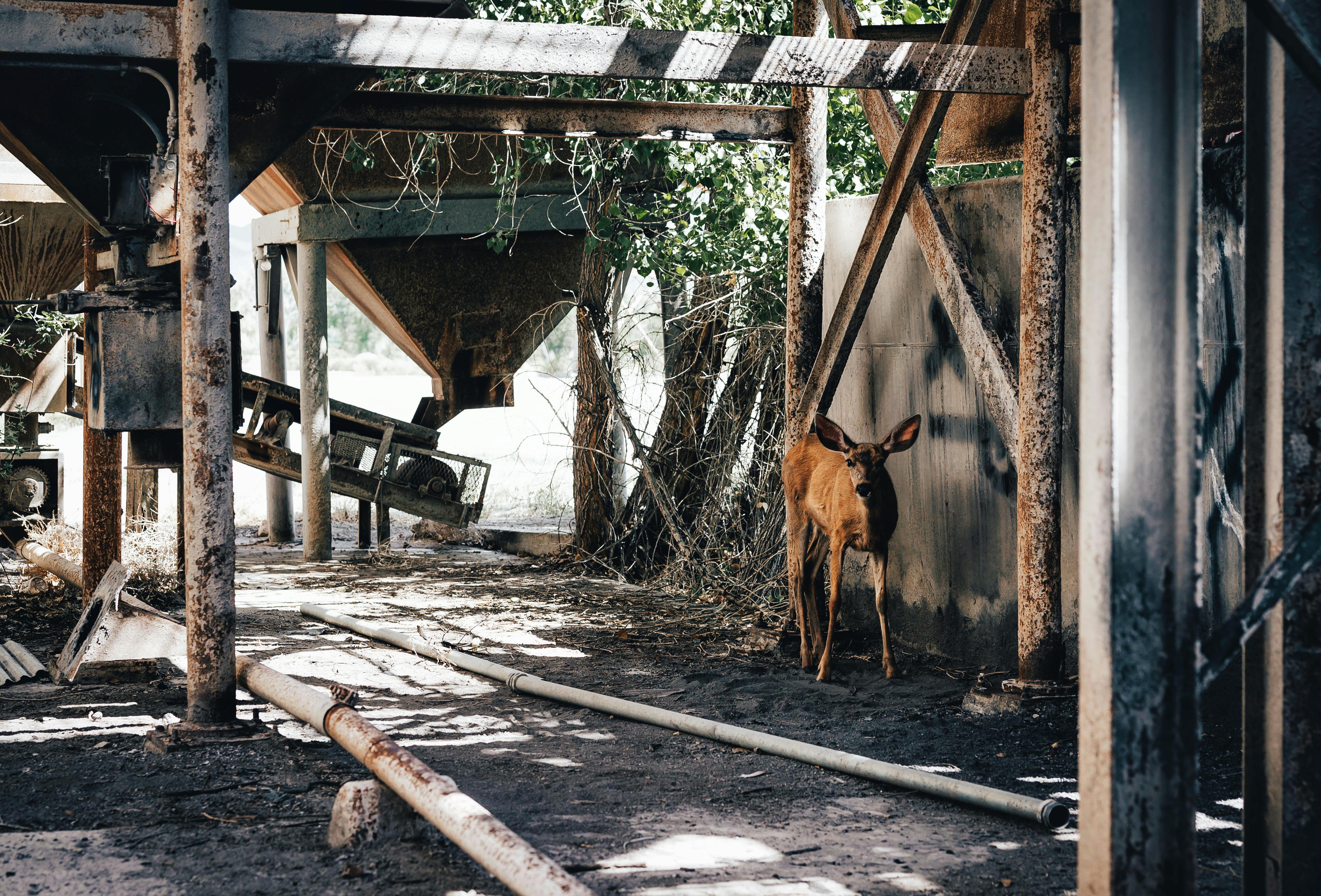 Brown Stray Deer in an Abandoned Factory · Free Stock Photo