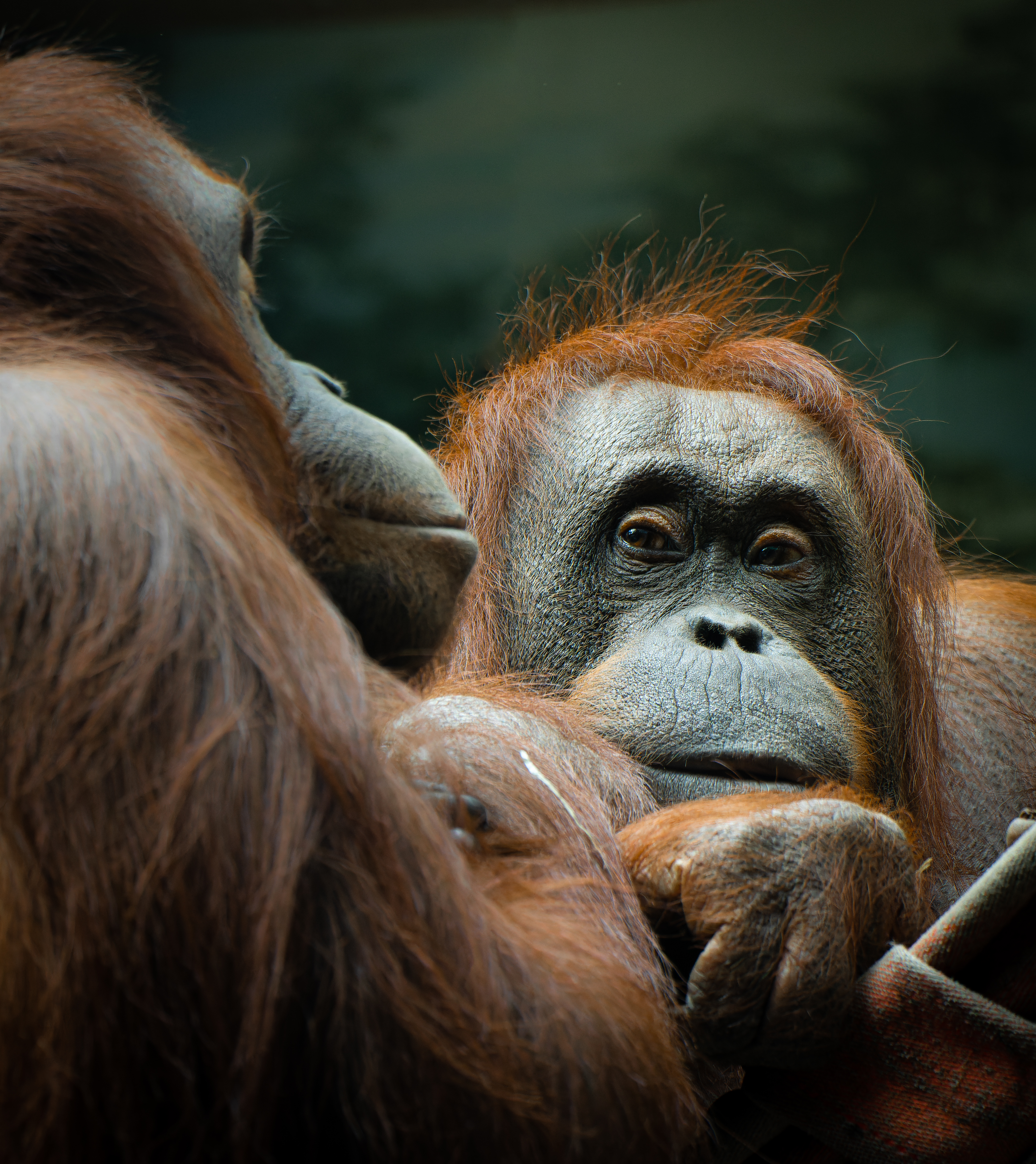 Close Up Shot of Monkeys · Free Stock Photo