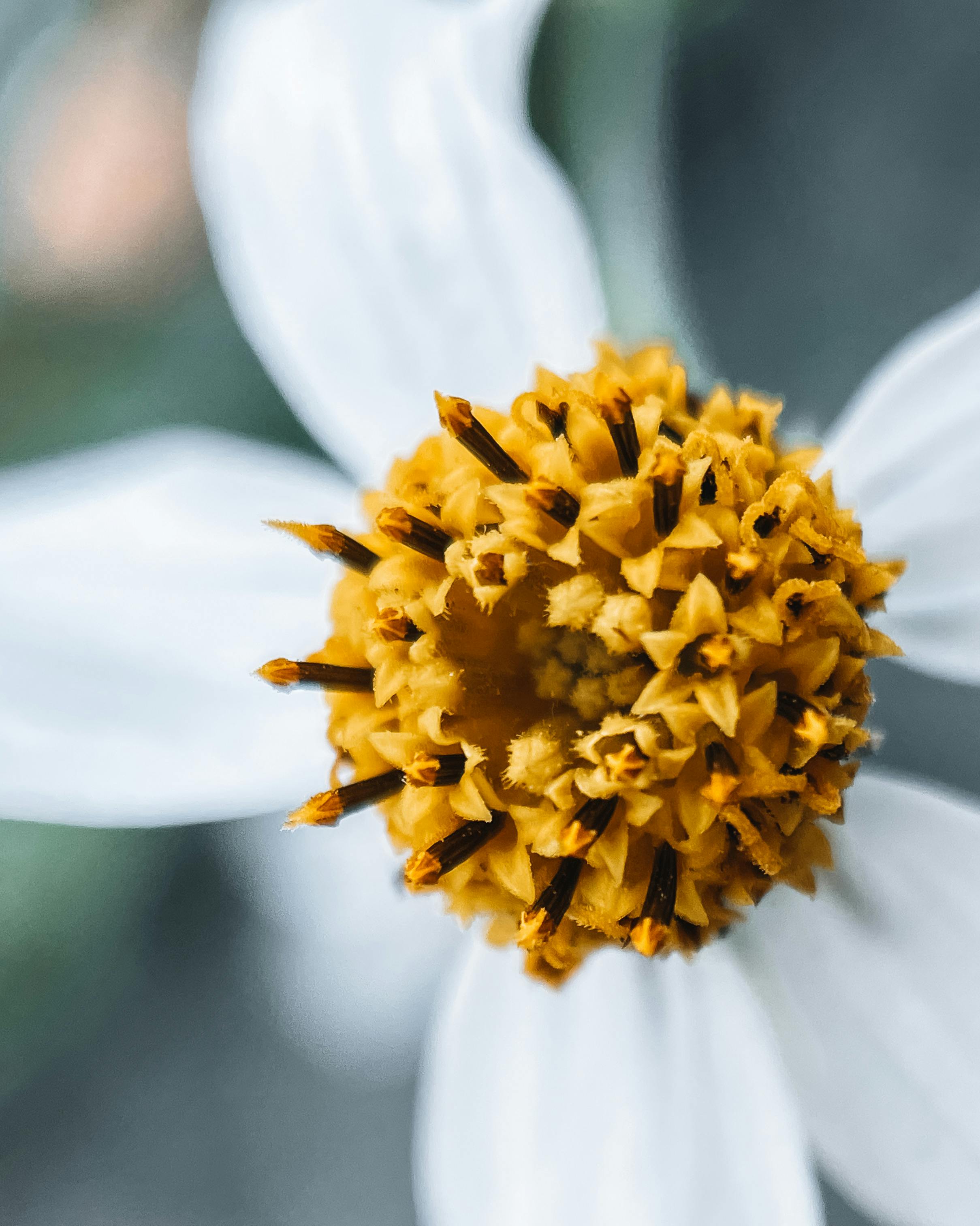 Infloresence Flower Photos, Download Free Infloresence Flower Stock ...