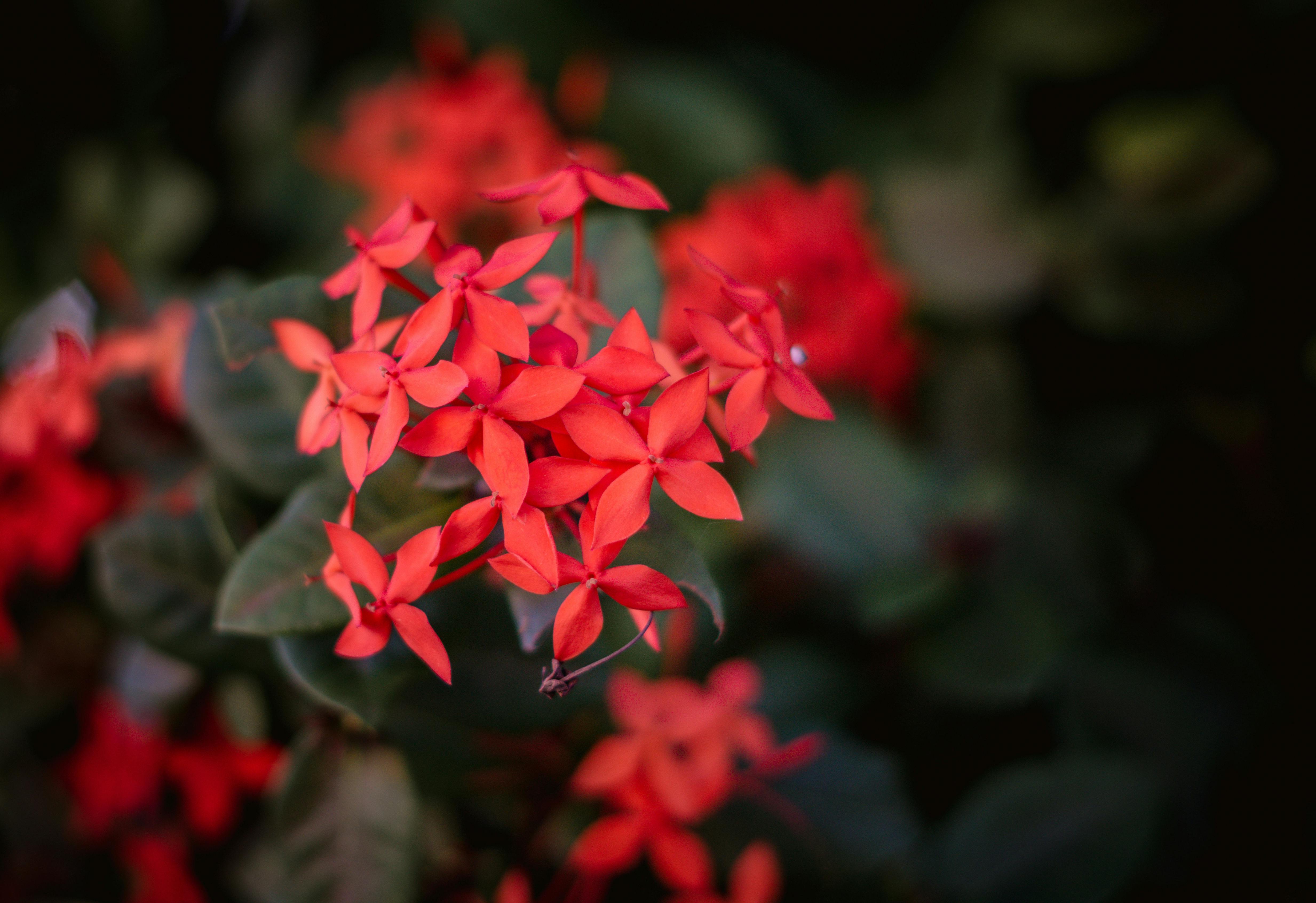 Red Jungle Geranium in Close-up Photography · Free Stock Photo