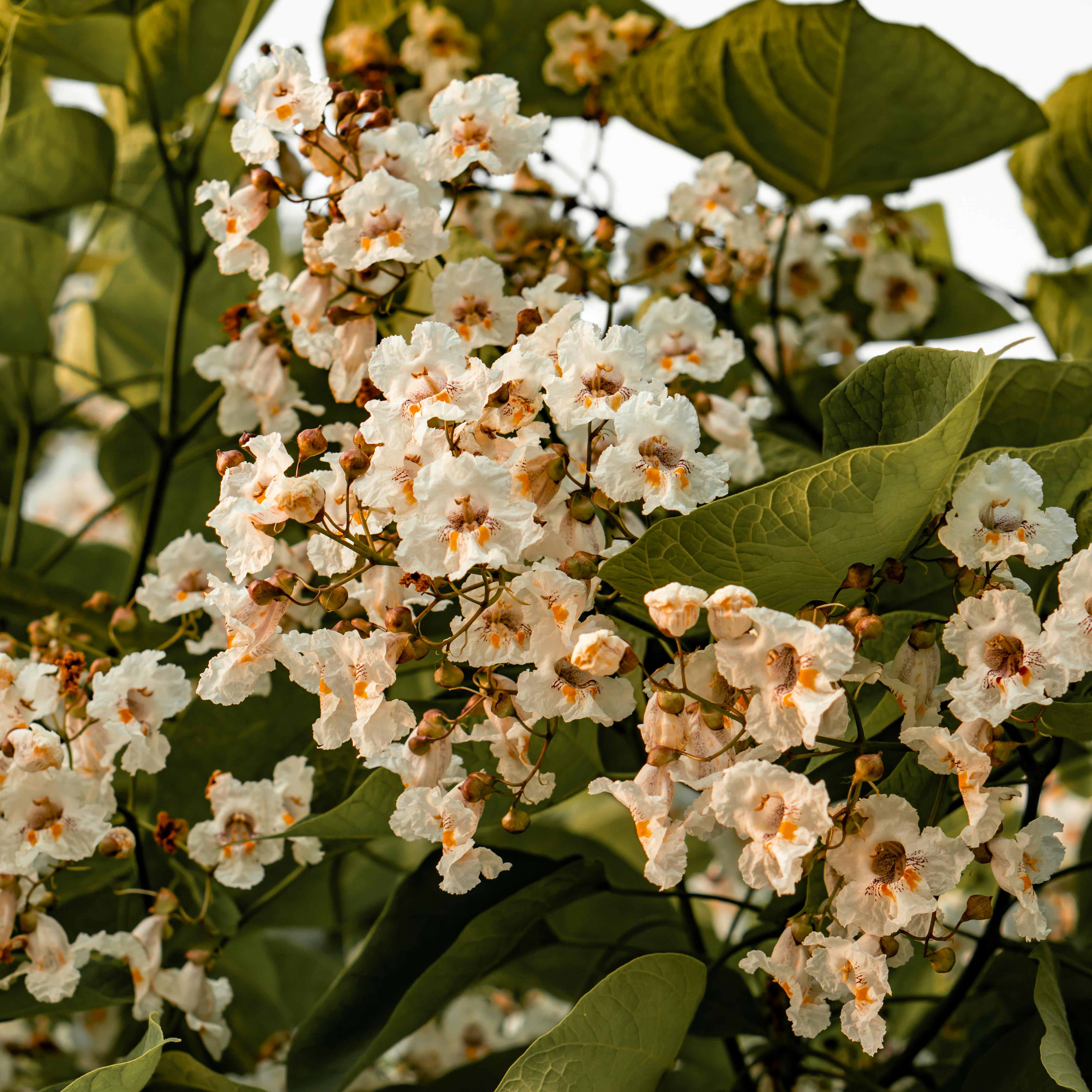 Catalpa Photos, Download The BEST Free Catalpa Stock Photos & HD Images