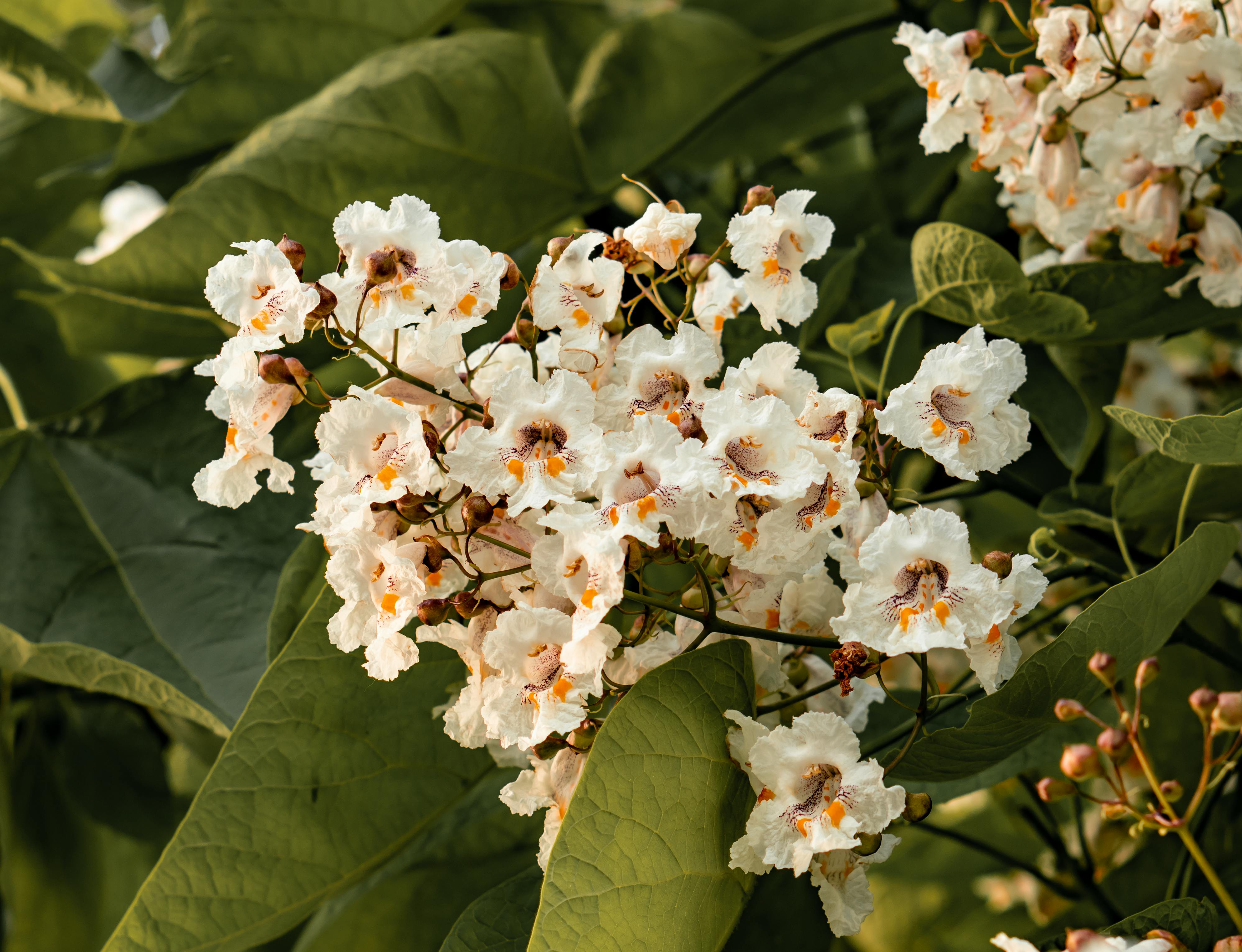 Catalpa Photos, Download The BEST Free Catalpa Stock Photos & HD Images