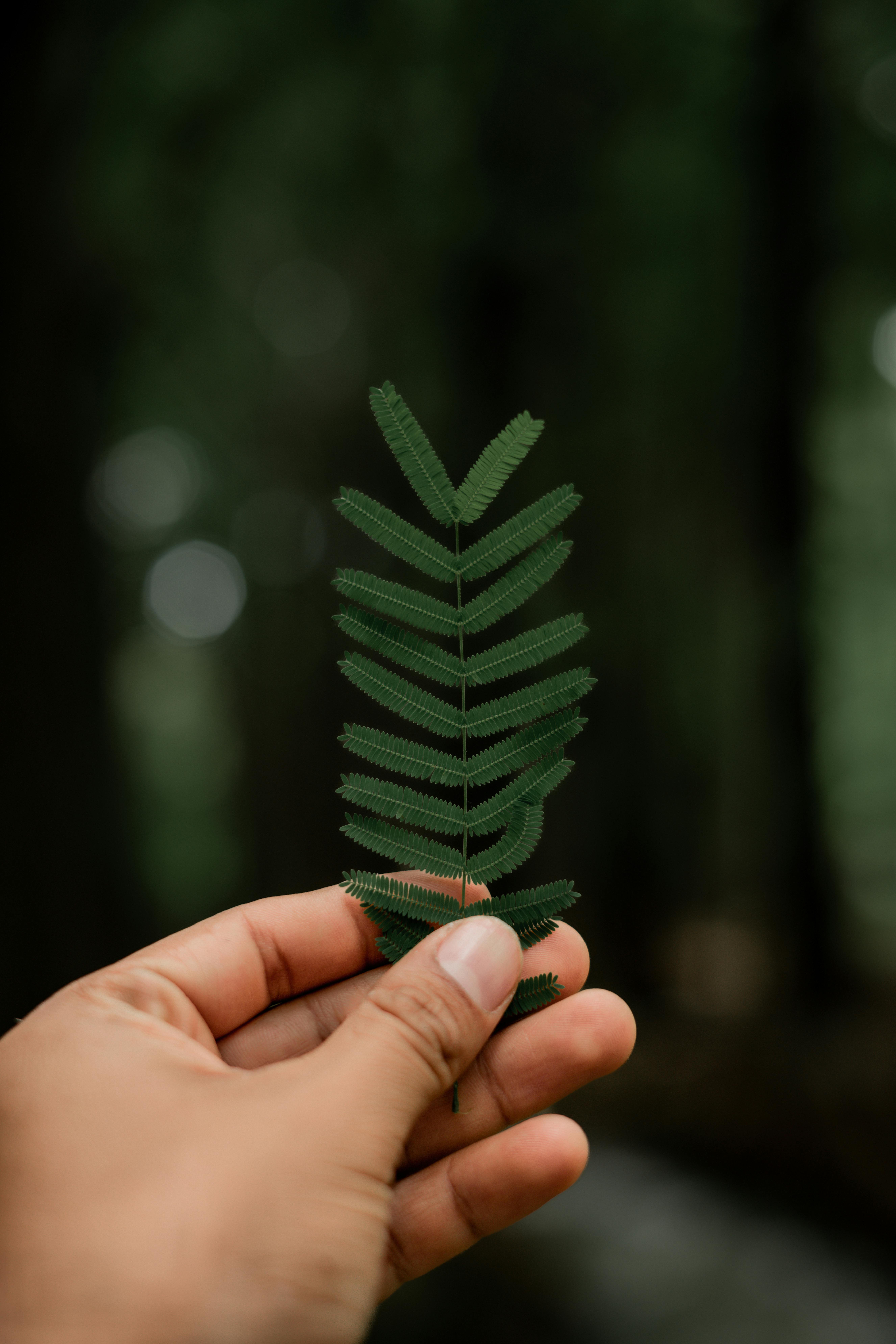 Hand Holding Leaf · Free Stock Photo