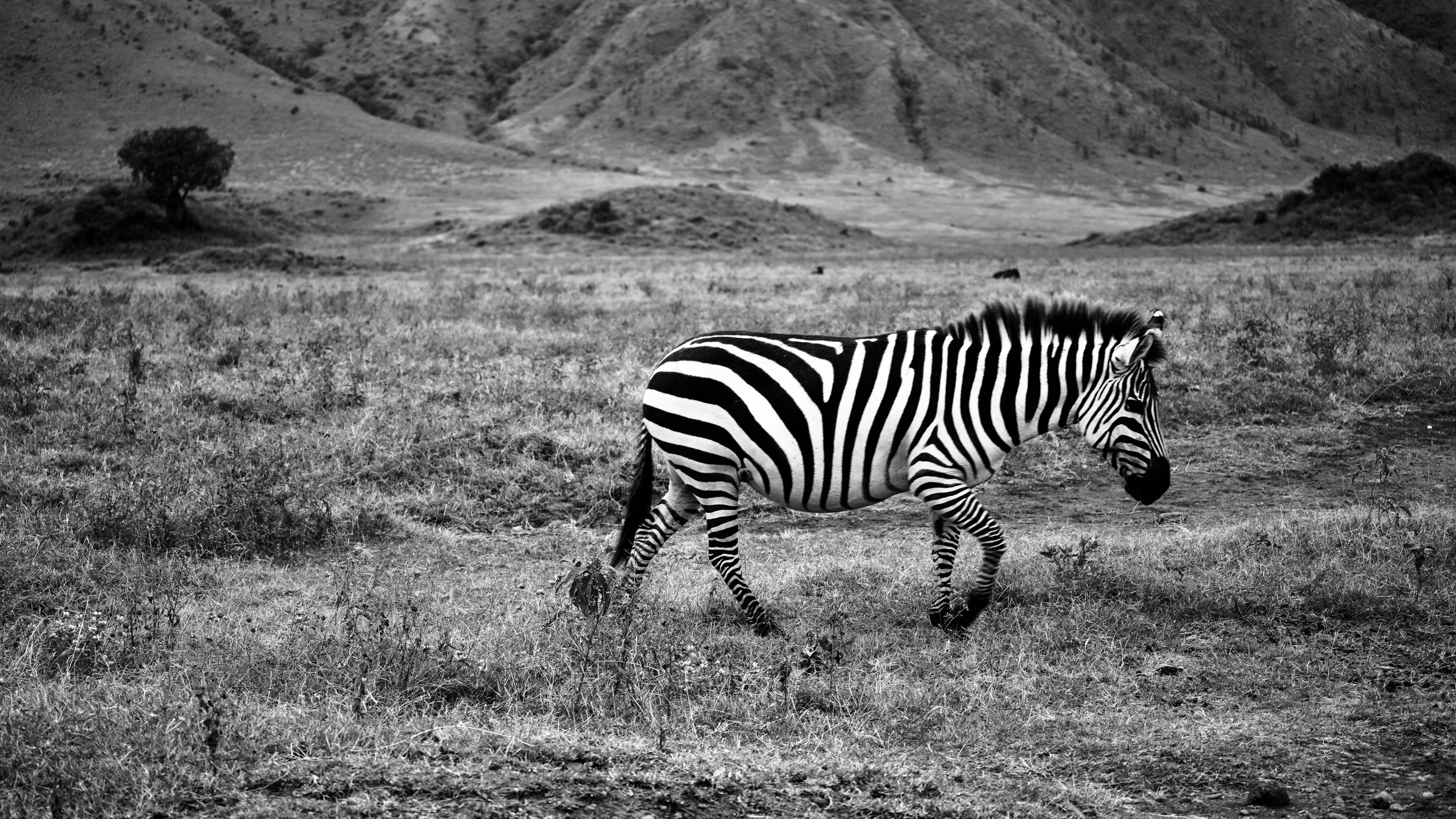 Grayscale Photo of a Zebra · Free Stock Photo