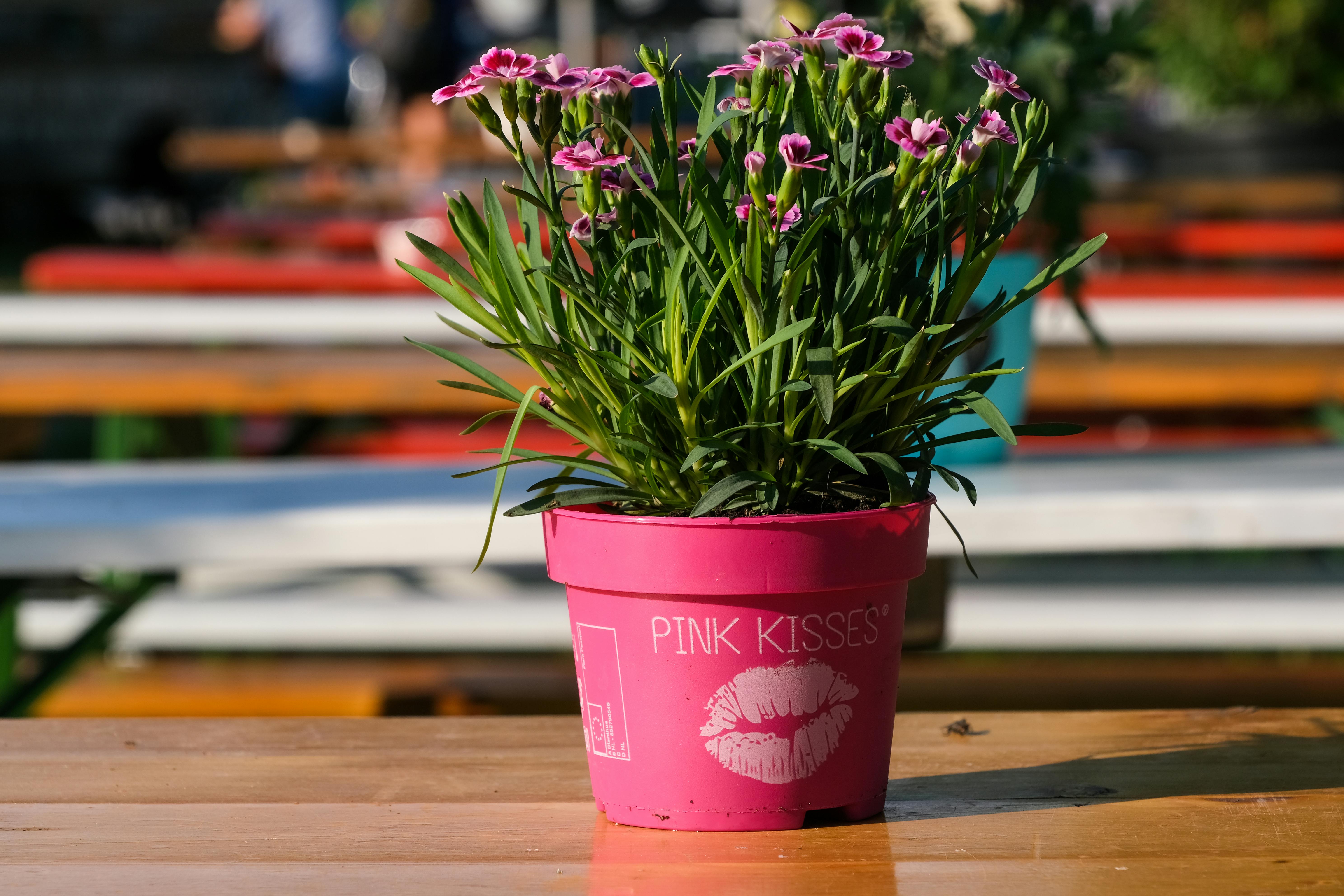 Flowers in Pot · Free Stock Photo