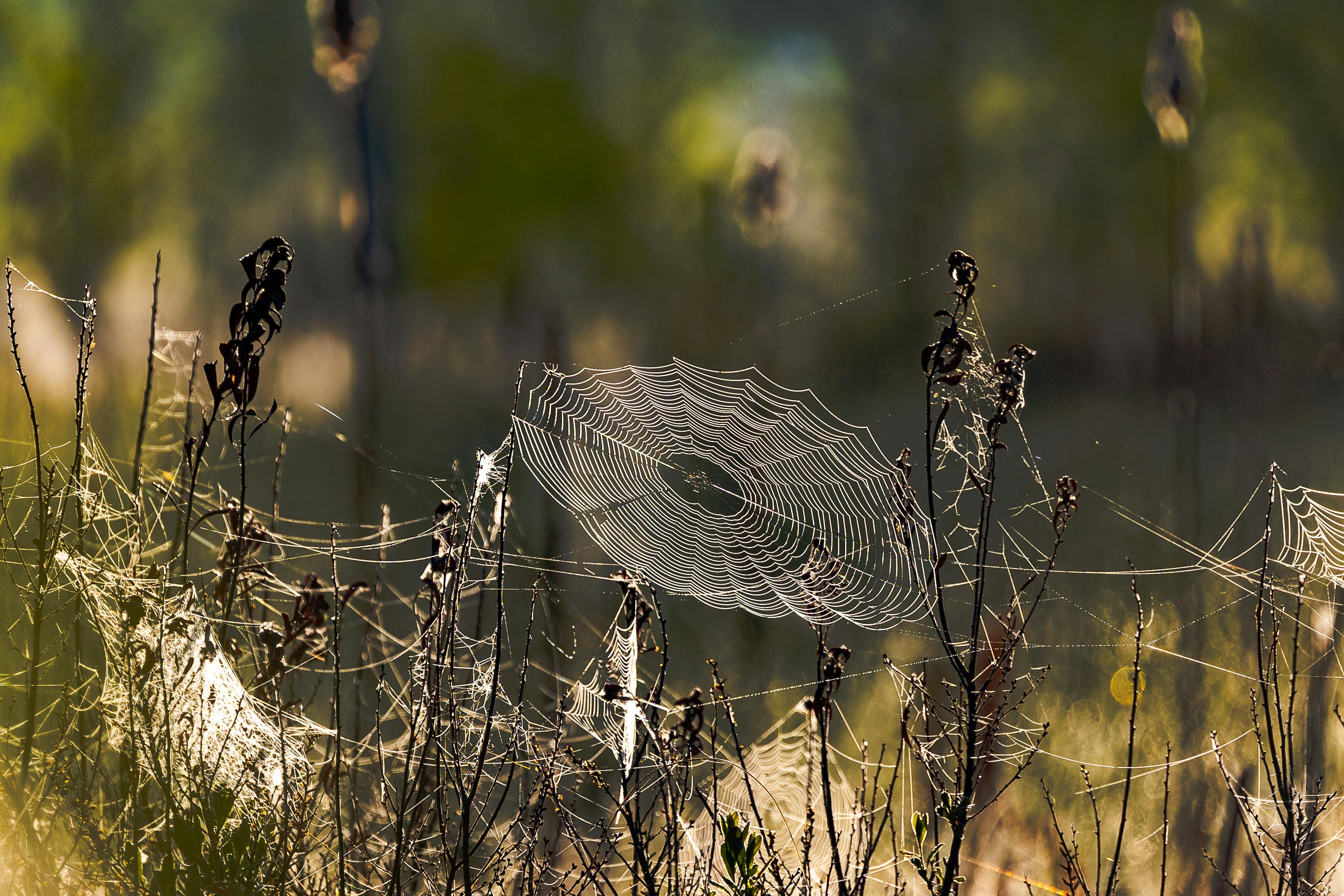 Arachnology Photos, Download The BEST Free Arachnology Stock Photos ...