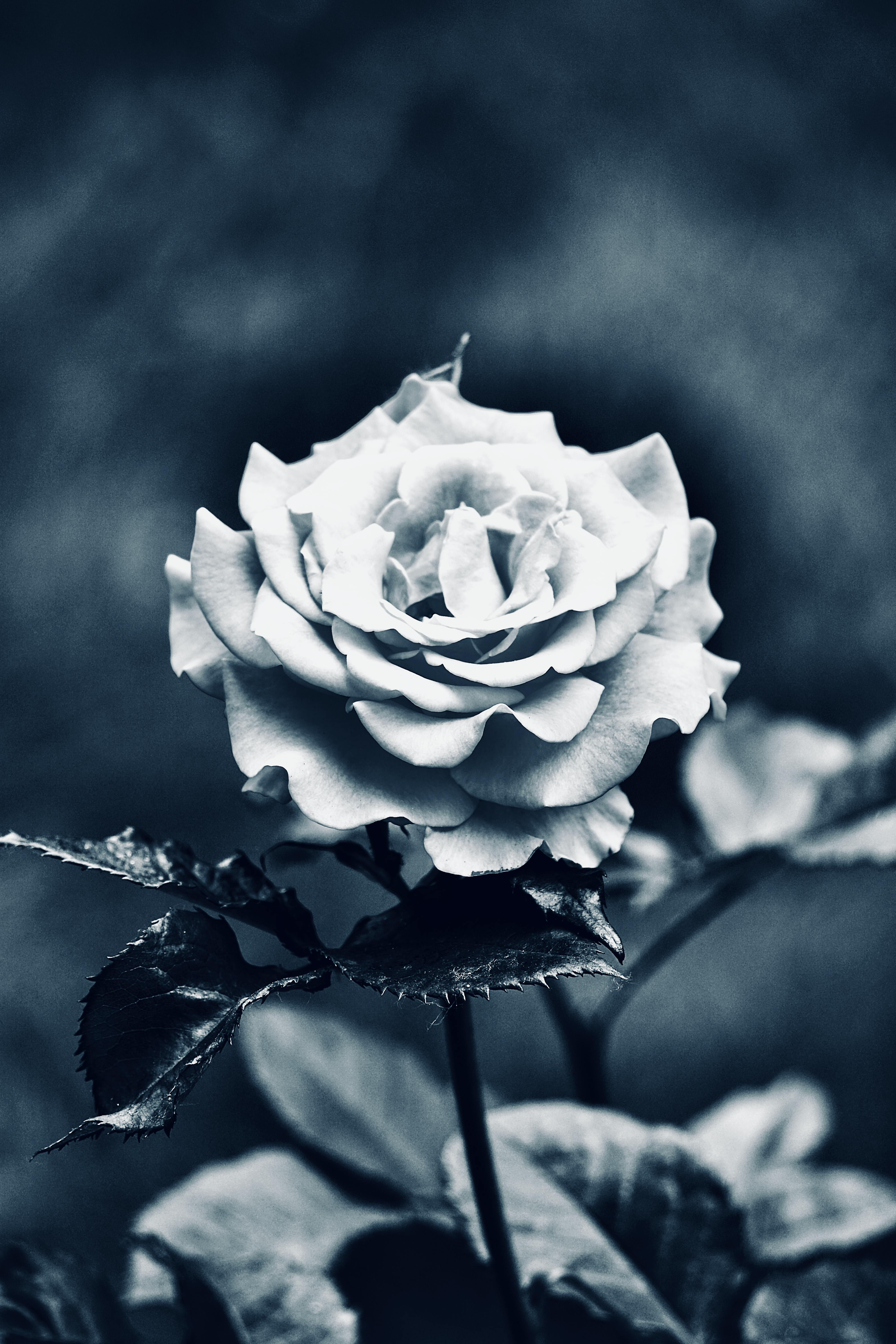 Grayscale Photo of Rose Flower · Free Stock Photo