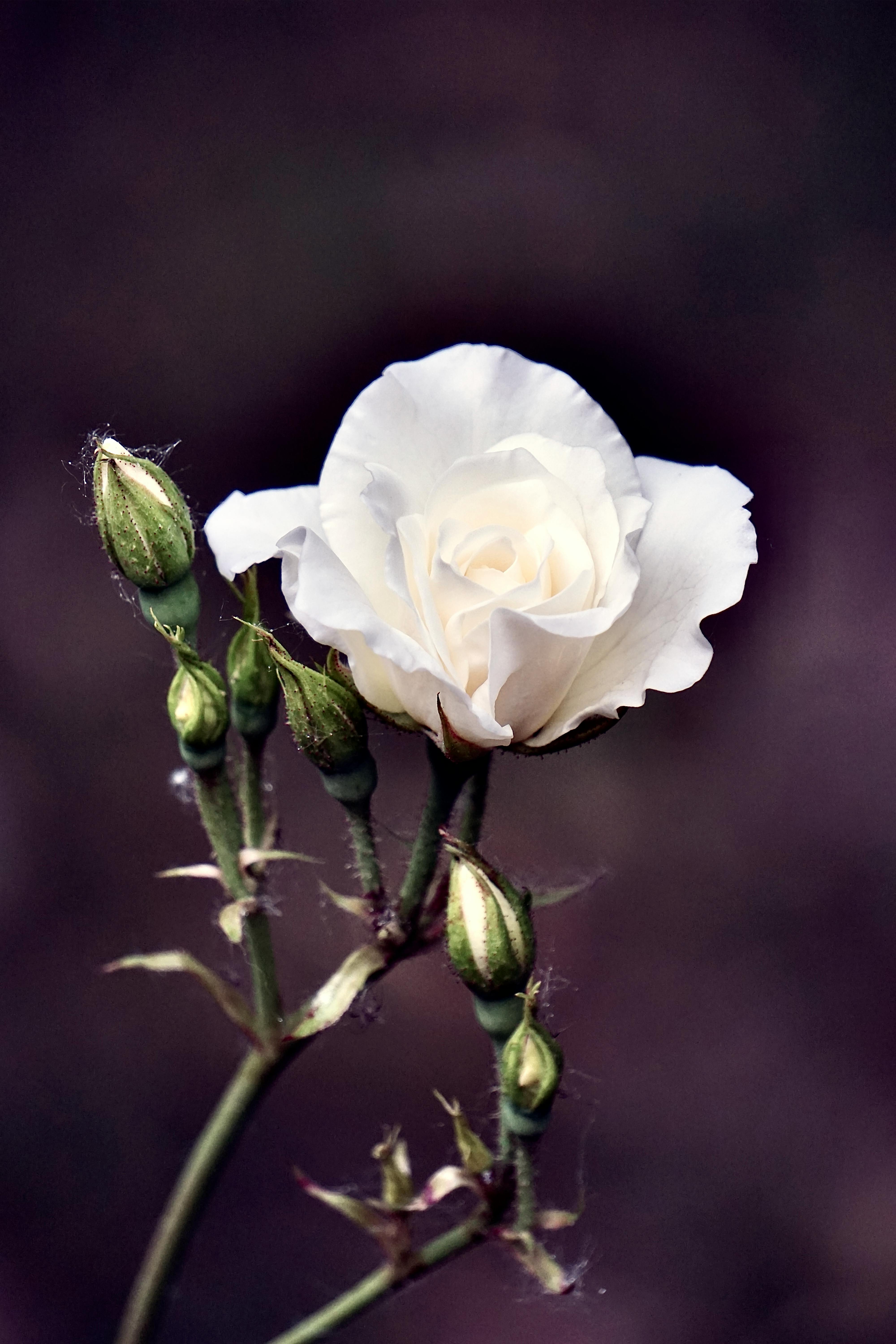Single White Rose Photos, Download Free Single White Rose Stock Photos ...
