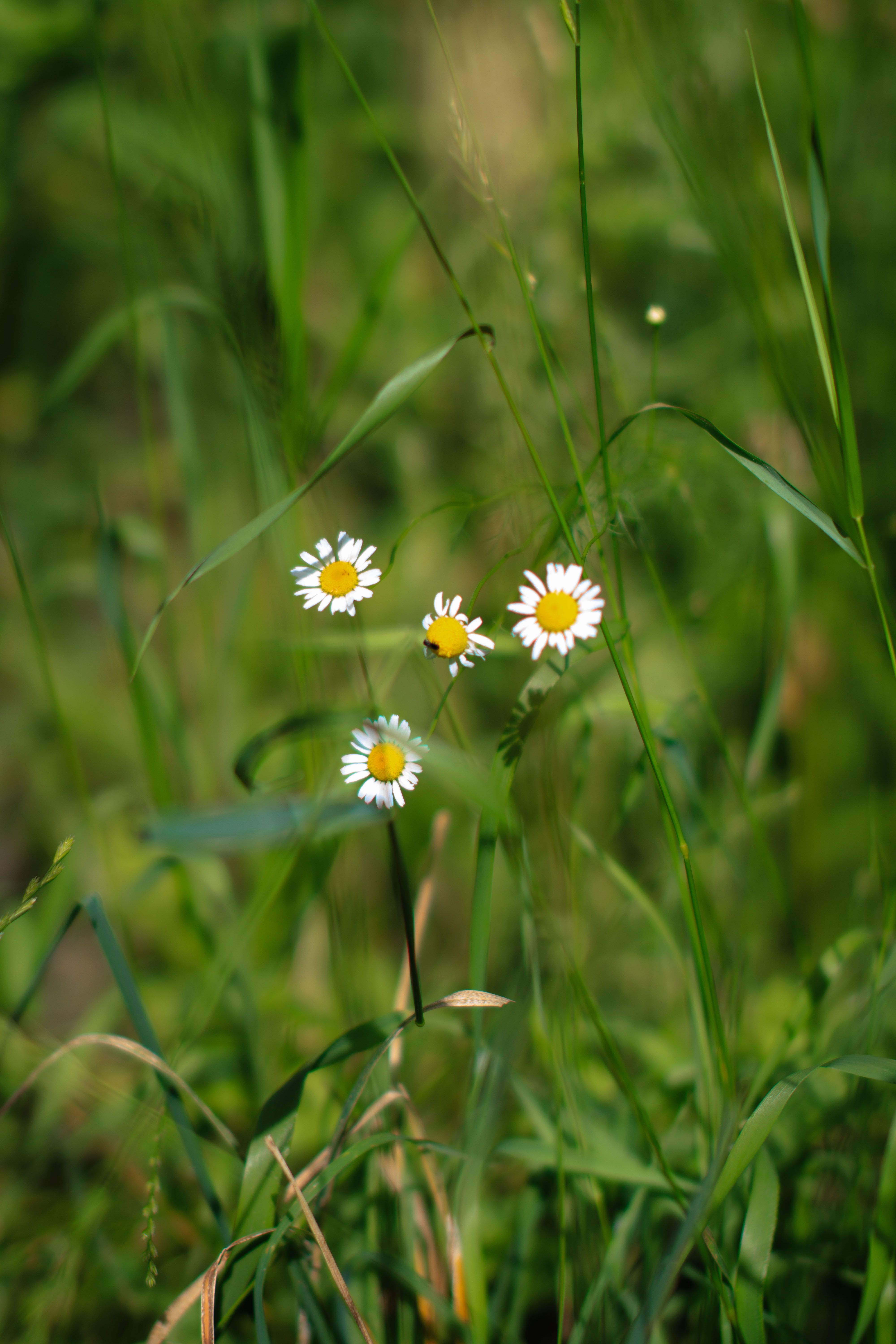 Chamomile Blooming in Summer · Free Stock Photo