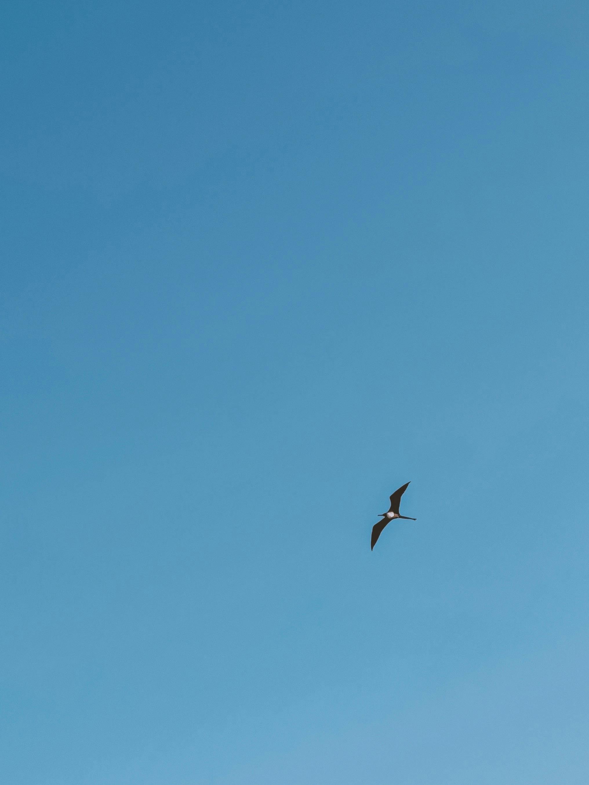 A Bird Flying Under the Blue Sky · Free Stock Photo