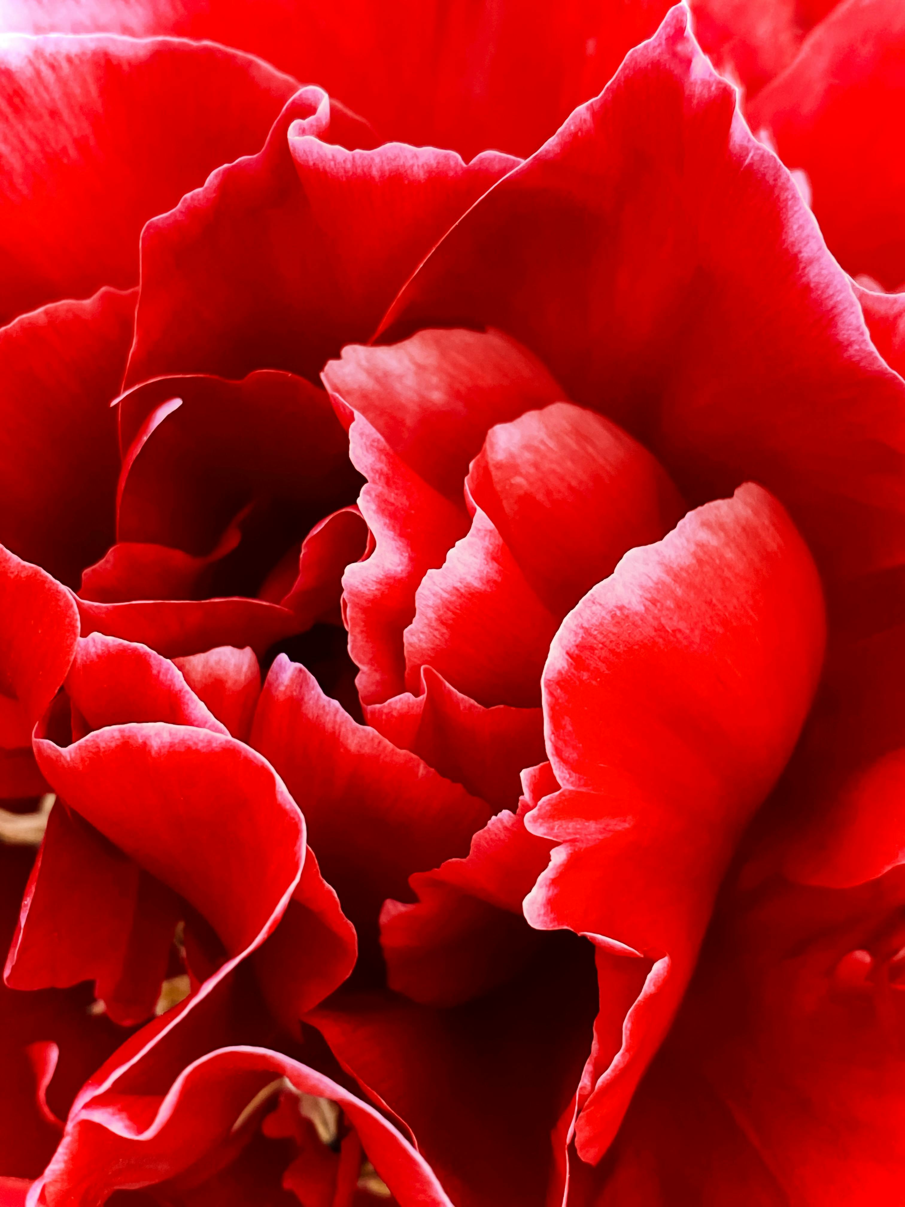 Close-Up Shot of Red Flowers in a Vase · Free Stock Photo