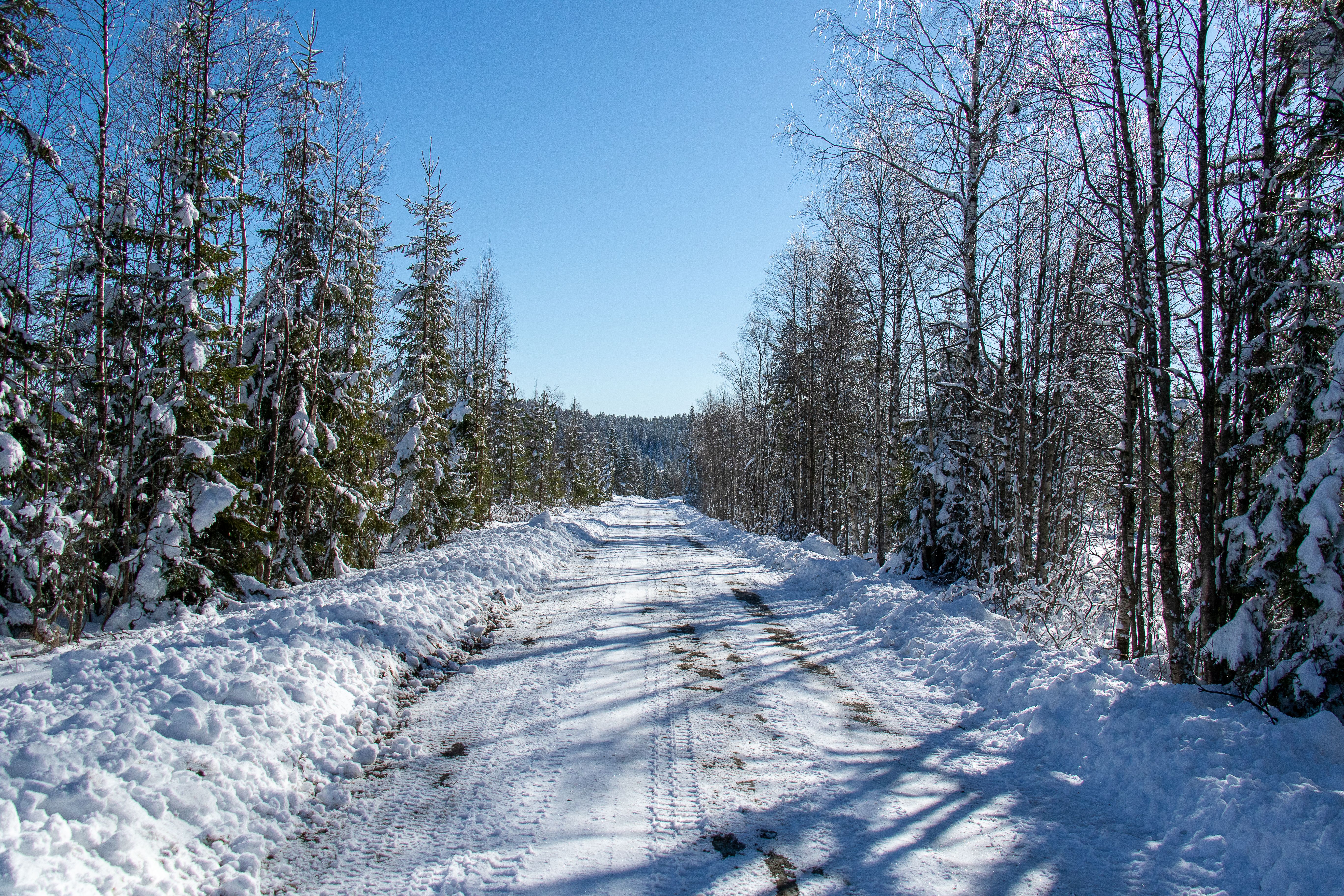 Snow Covered Road in Between Snow Covered Trees · Free Stock Photo