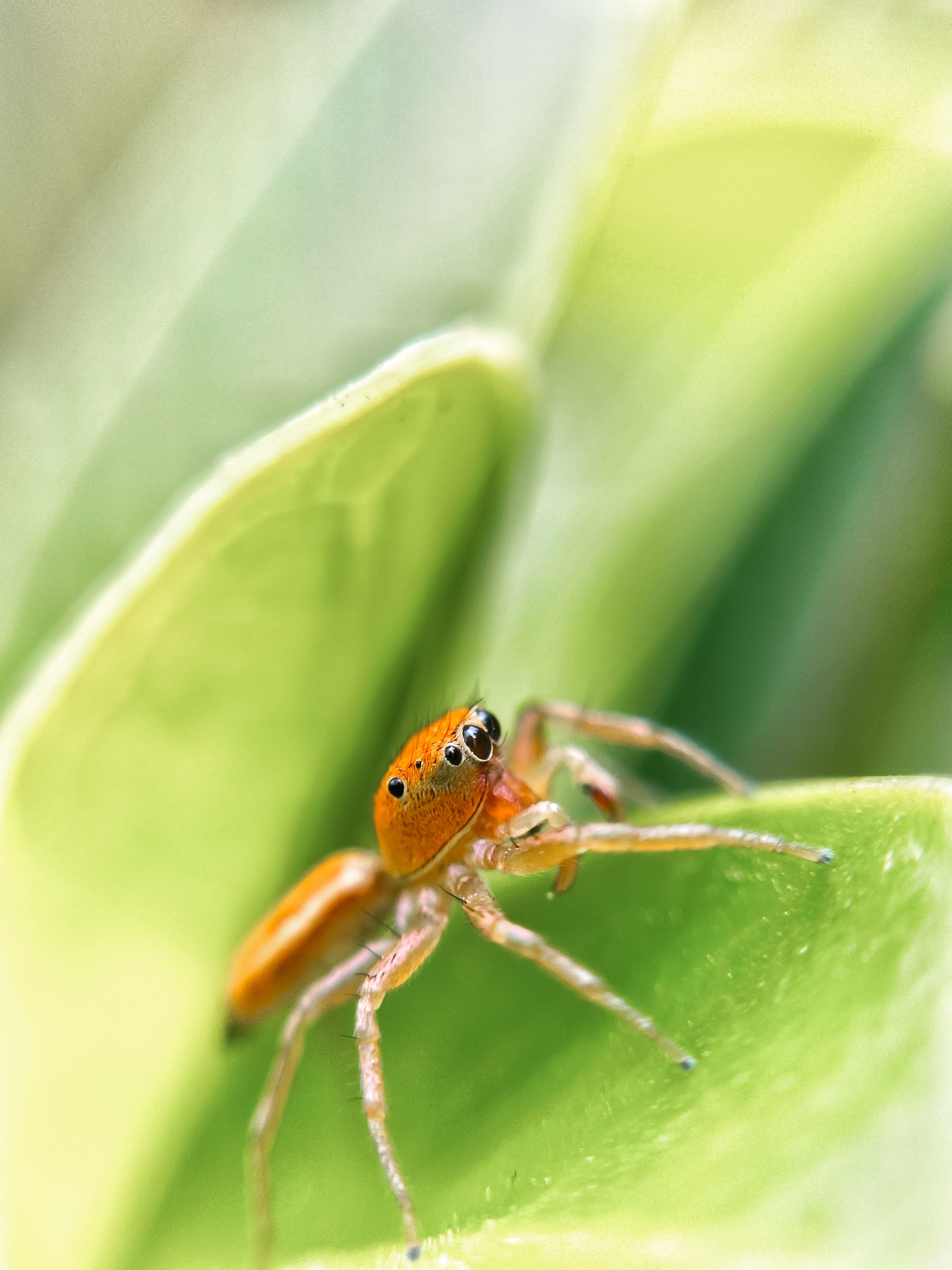 Orange Spider on Green Leaf · Free Stock Photo