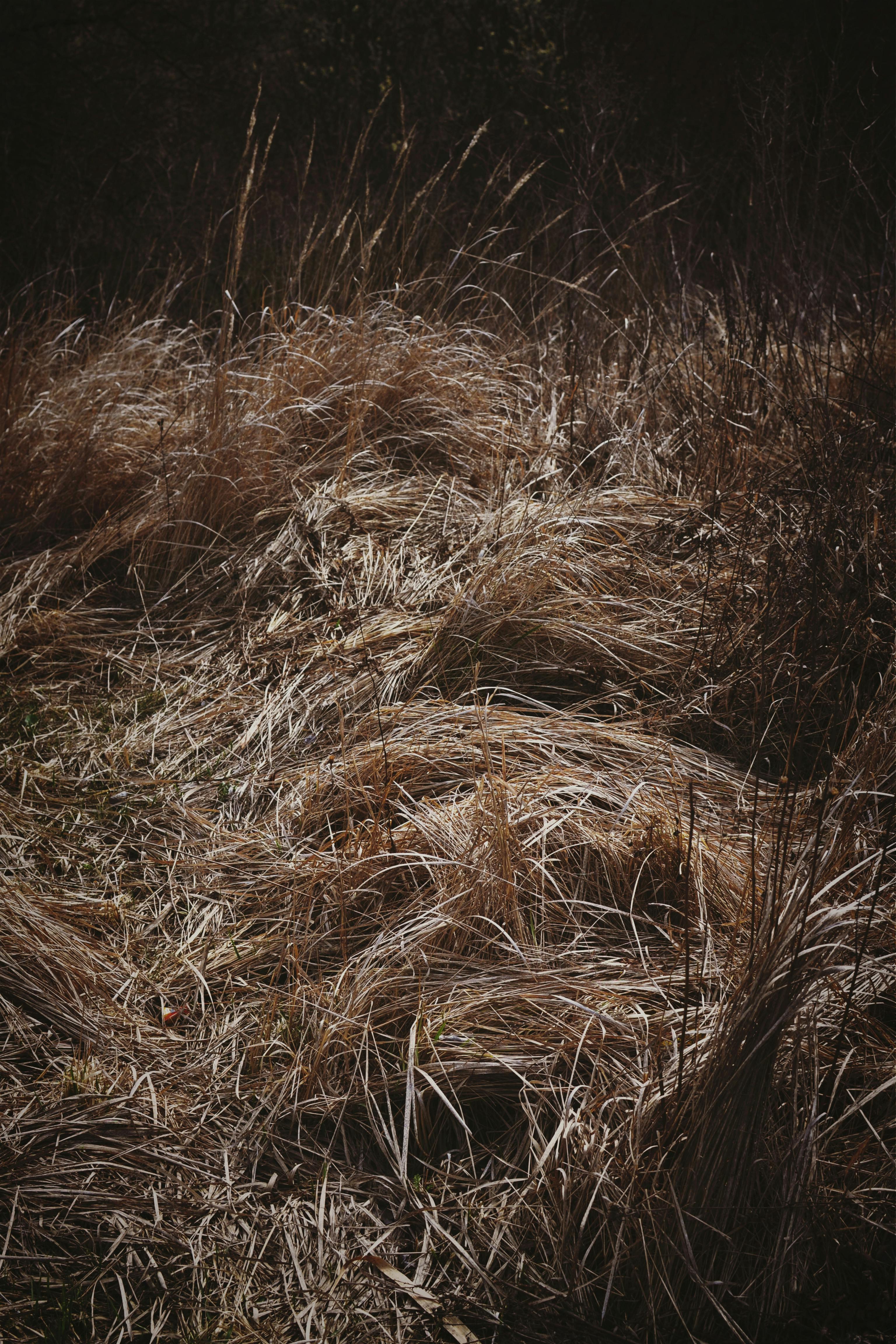 Close Up Photo of Dry Reed · Free Stock Photo