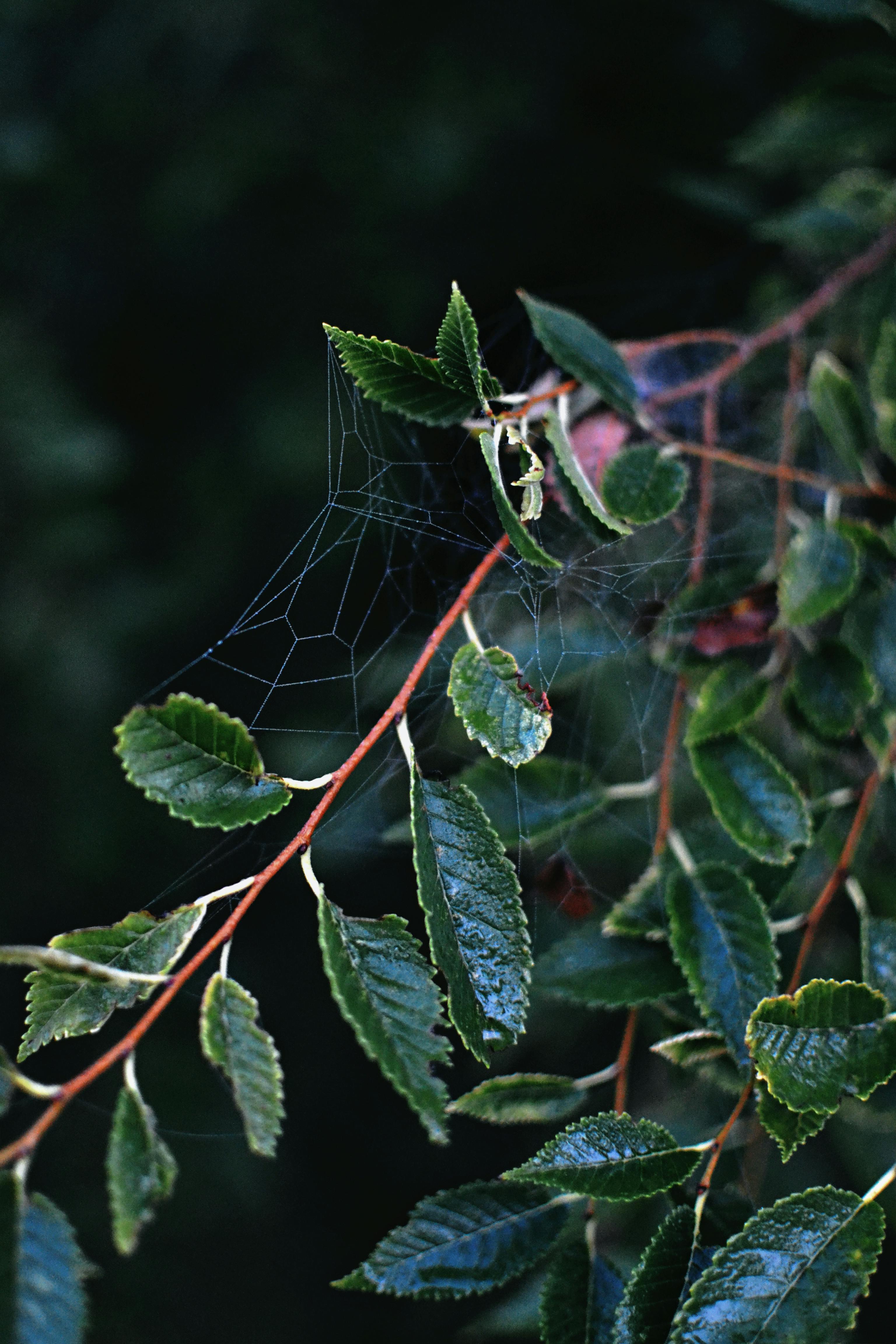 Photograph of Cobwebs · Free Stock Photo