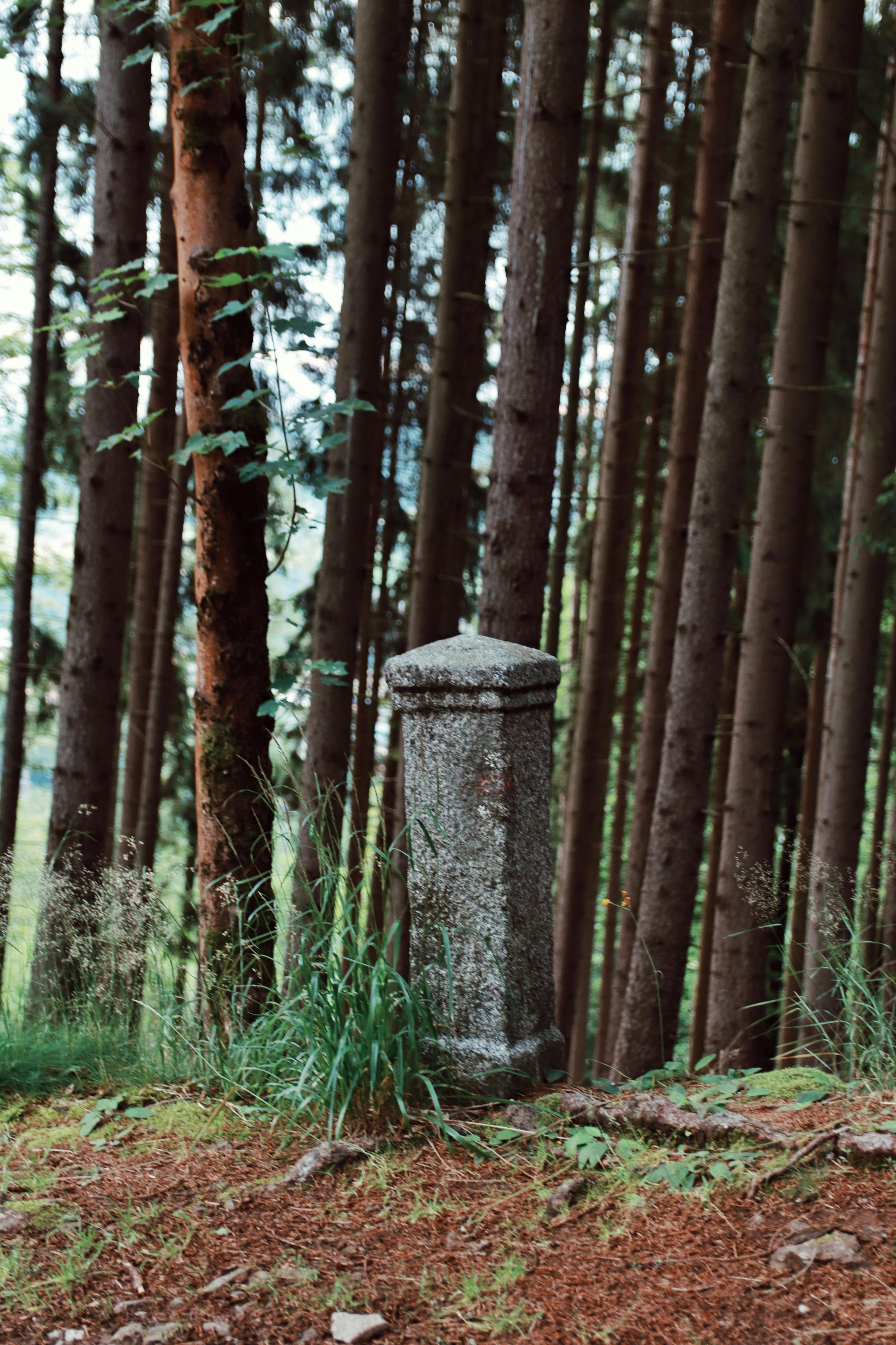 Photo of a Stone Bollard in the Forest · Free Stock Photo