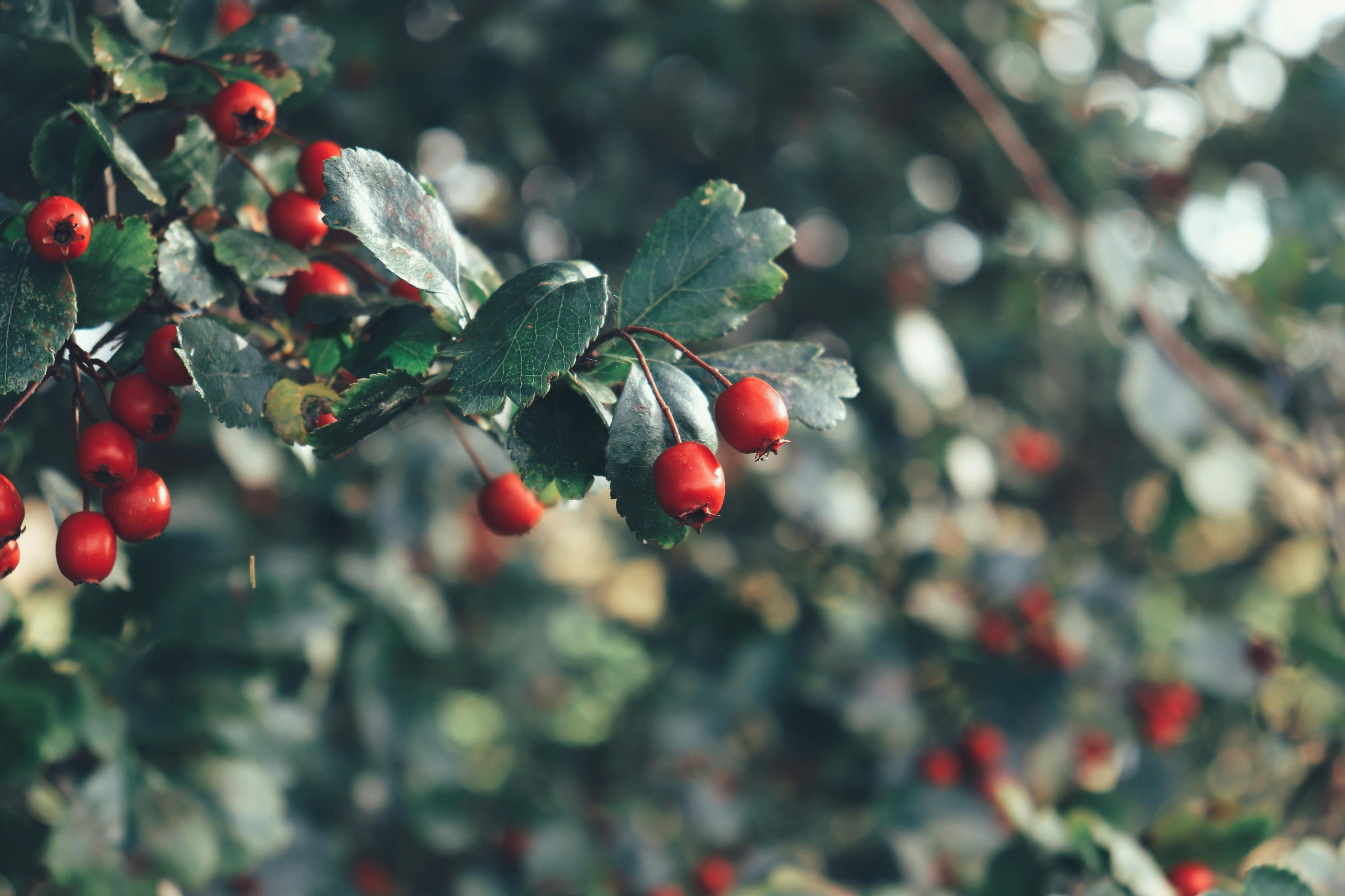 Closeup of a Plant with Red Fruits · Free Stock Photo