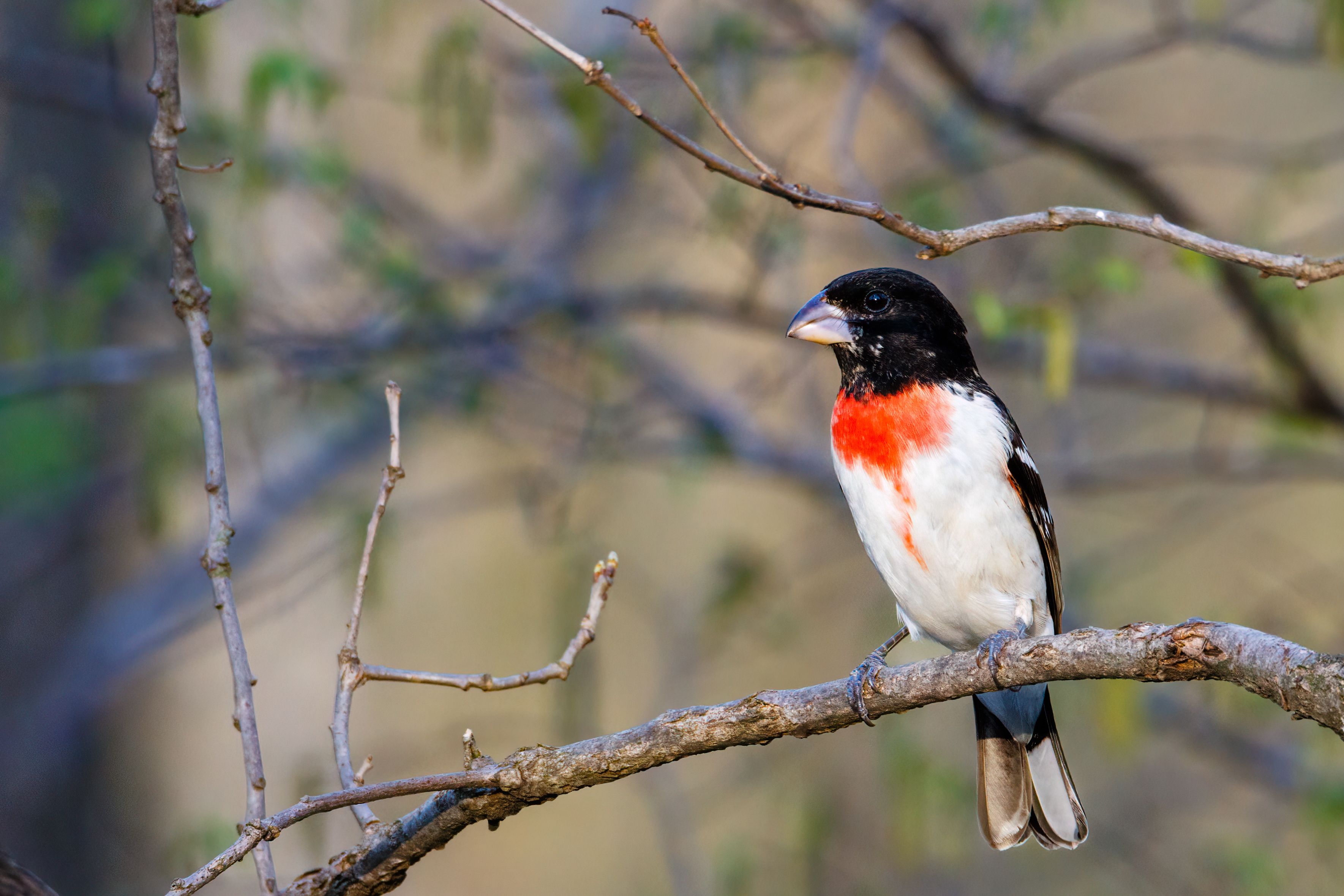 Rose Breasted Grosbeak Photos, Download The BEST Free Rose Breasted ...