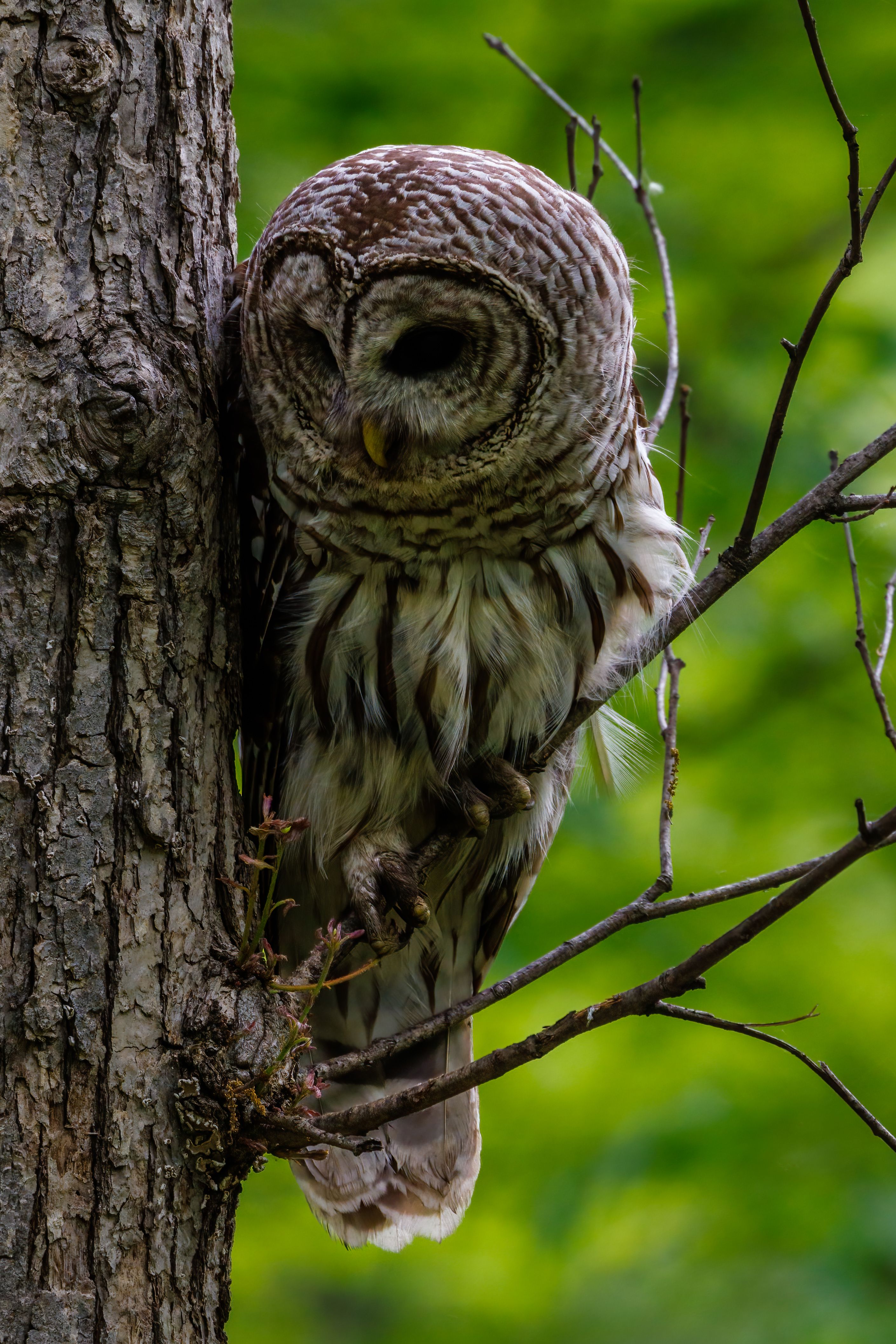 Close up of a Barred Owl · Free Stock Photo