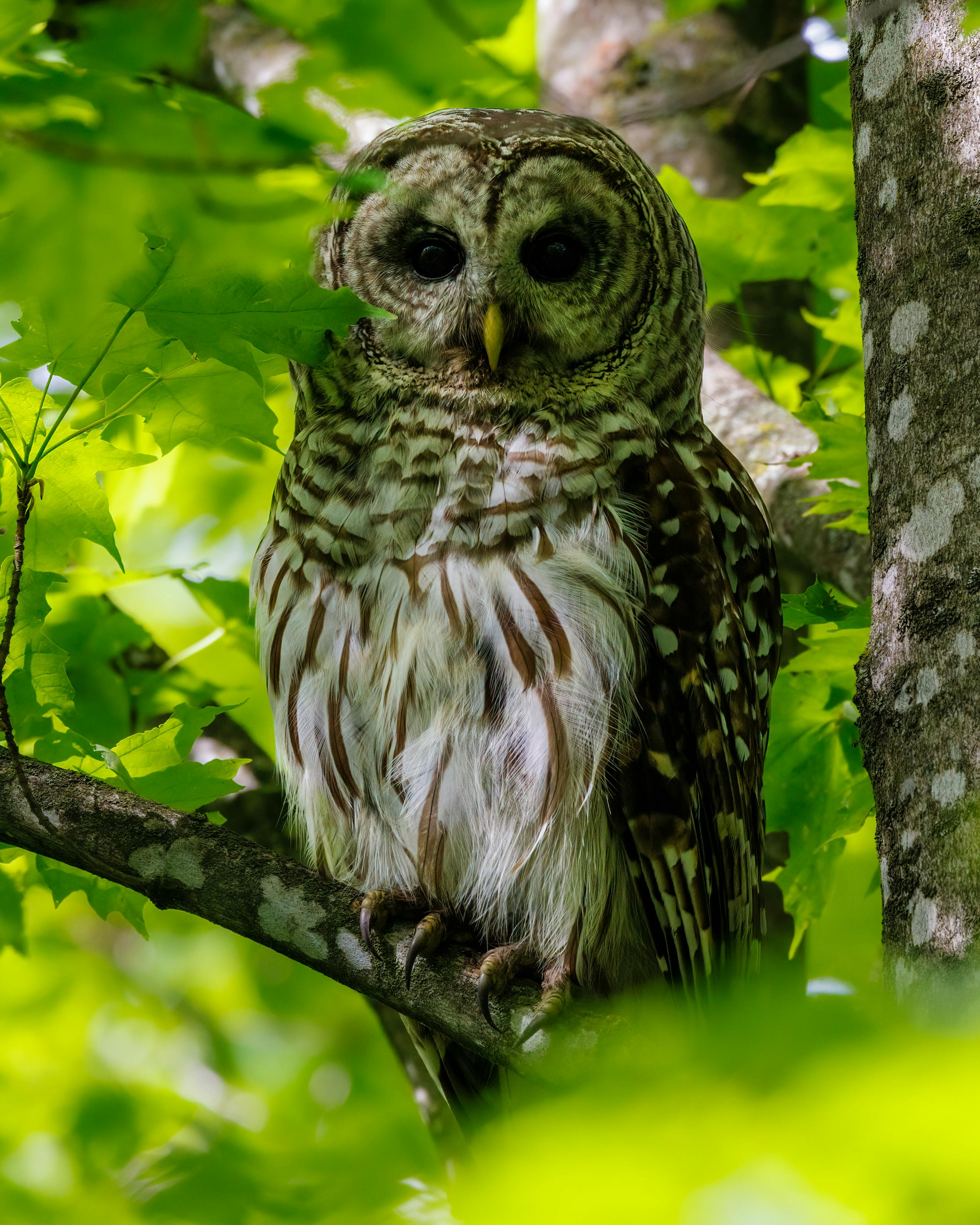 Barred Owl Photos, Download The BEST Free Barred Owl Stock Photos & HD ...