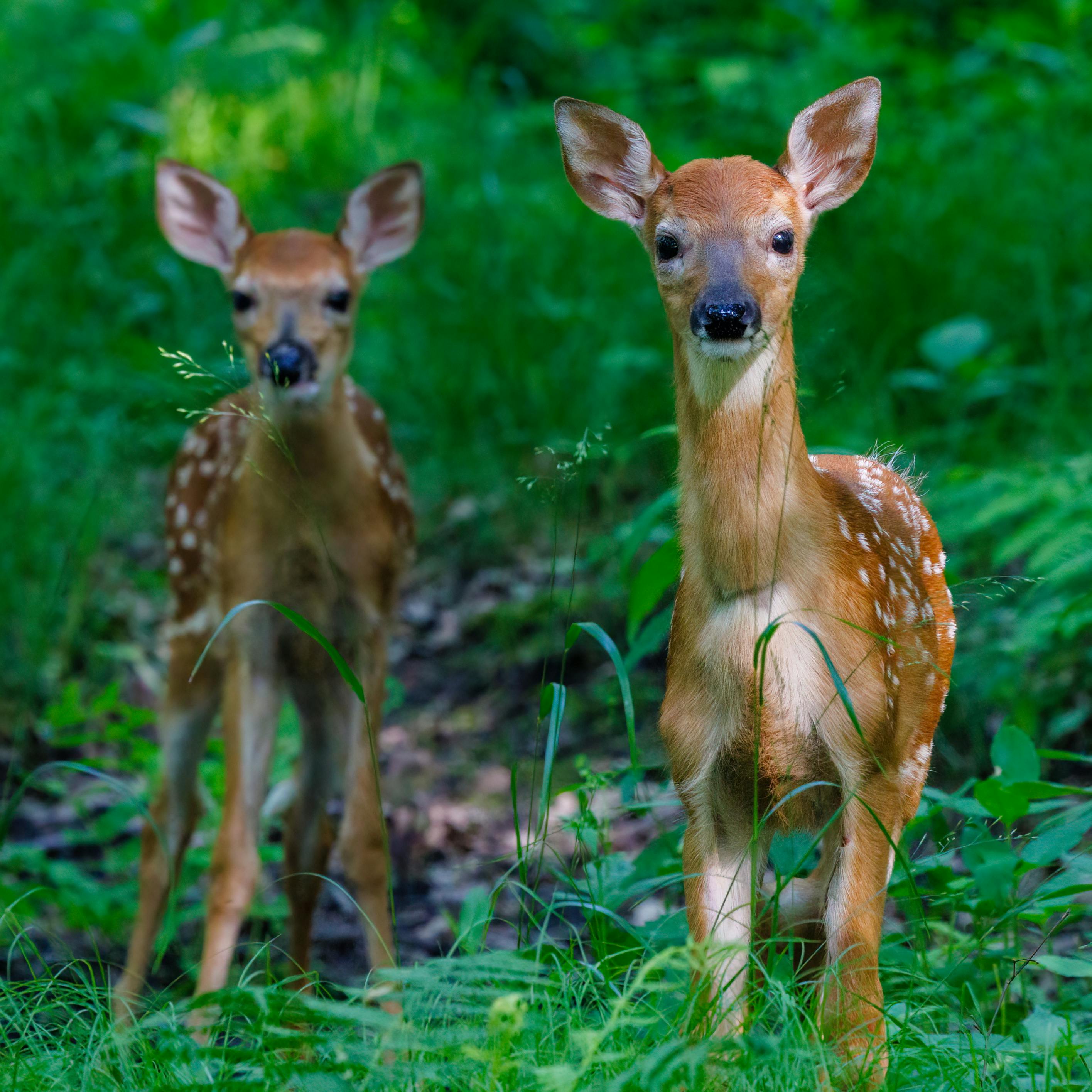 Close-Up Shot of Two White-Tailed Deer on Green Grass · Free Stock Photo