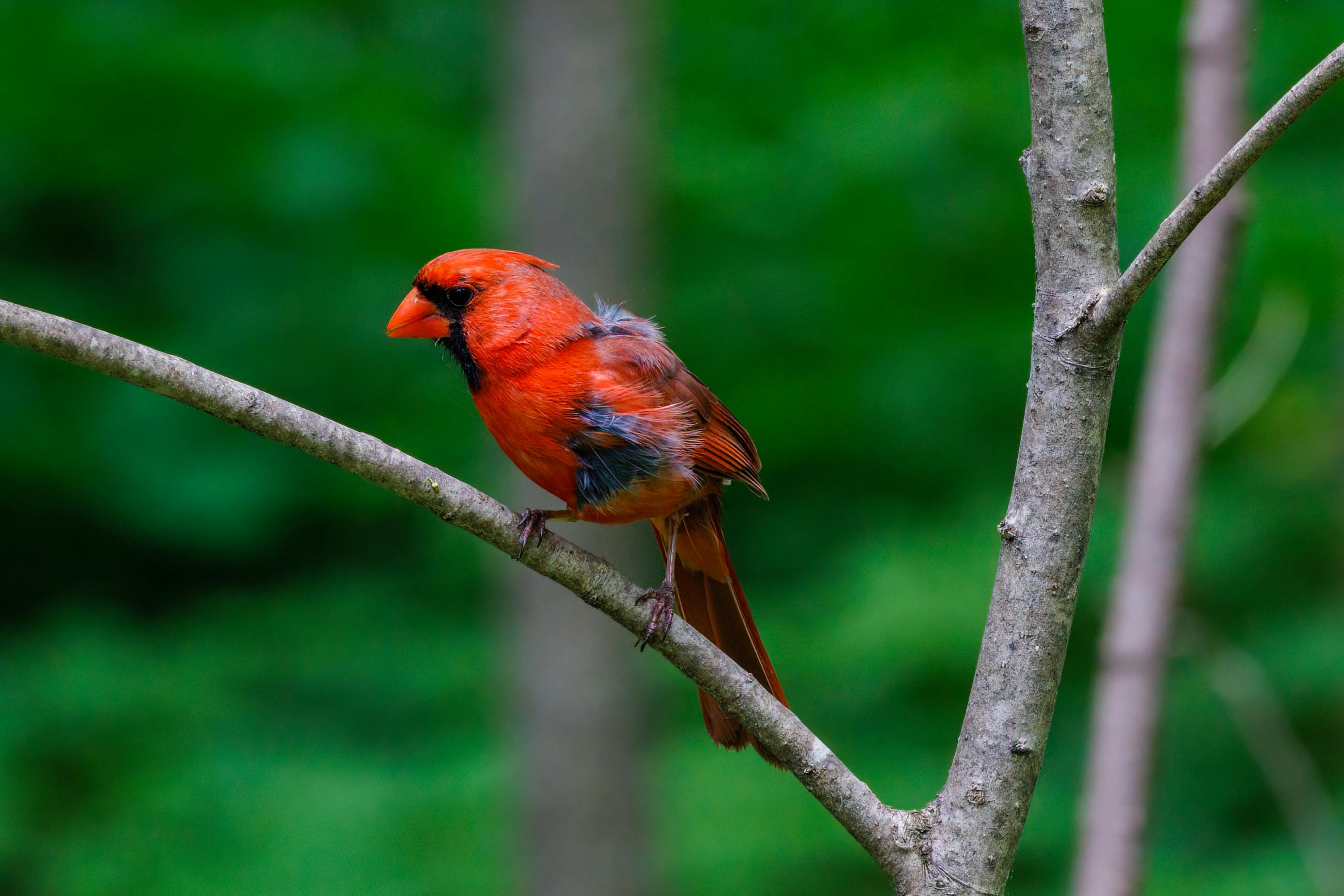 Close-Up Shot of a Northern Cardinal Bird Perched on the Branch · Free ...
