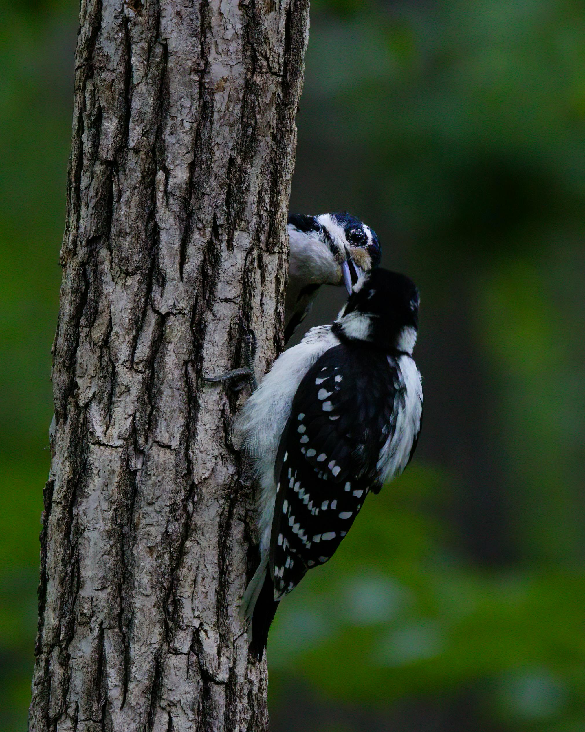 Close Up Photo of Woodpeckers · Free Stock Photo