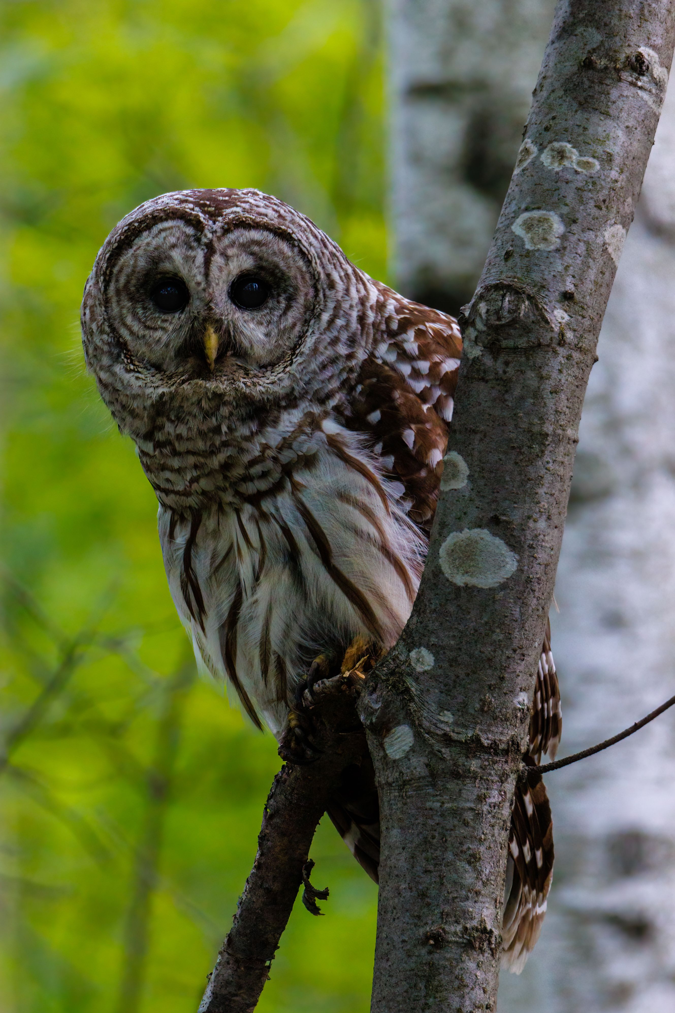 Photograph of an Asian Barred Owl · Free Stock Photo