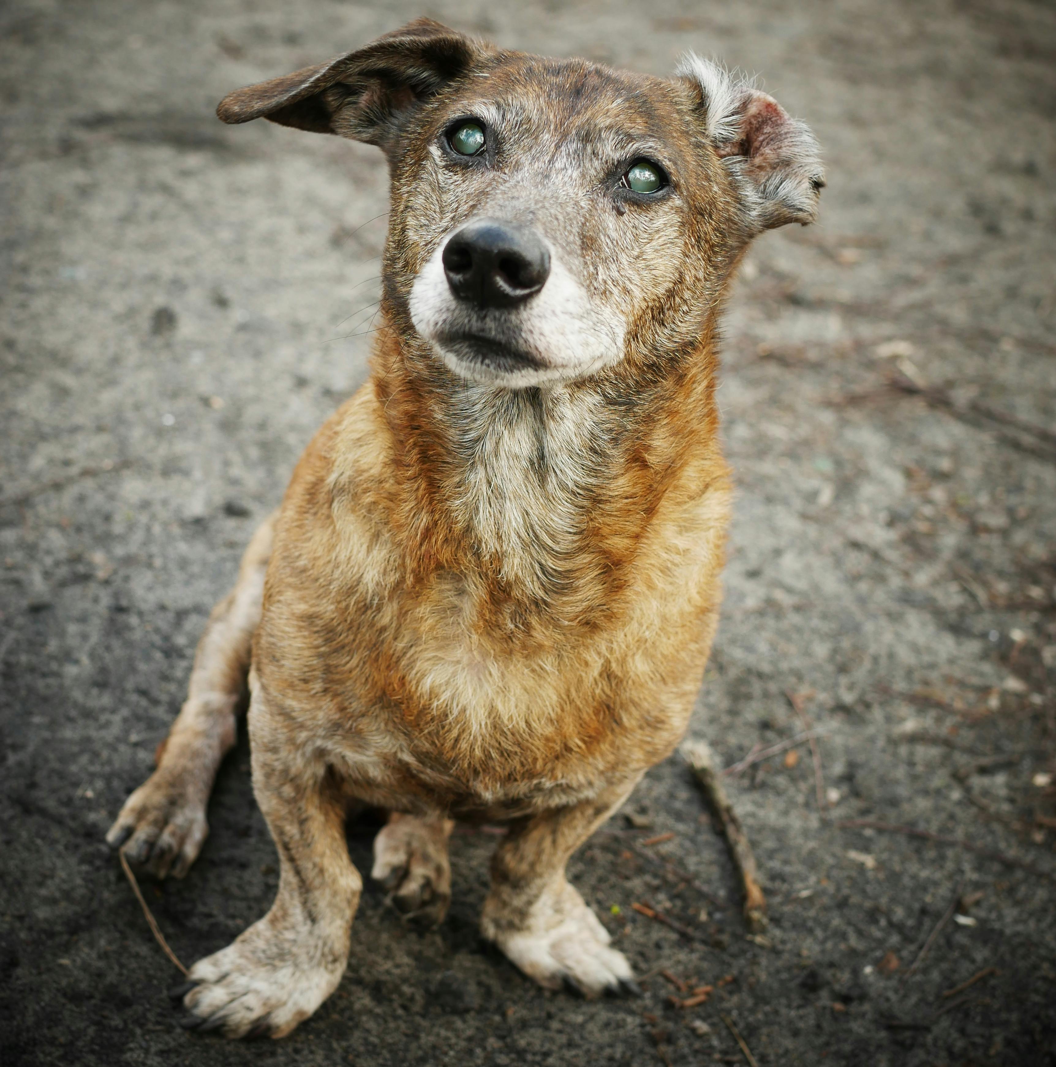 A Dog Howling · Free Stock Photo
