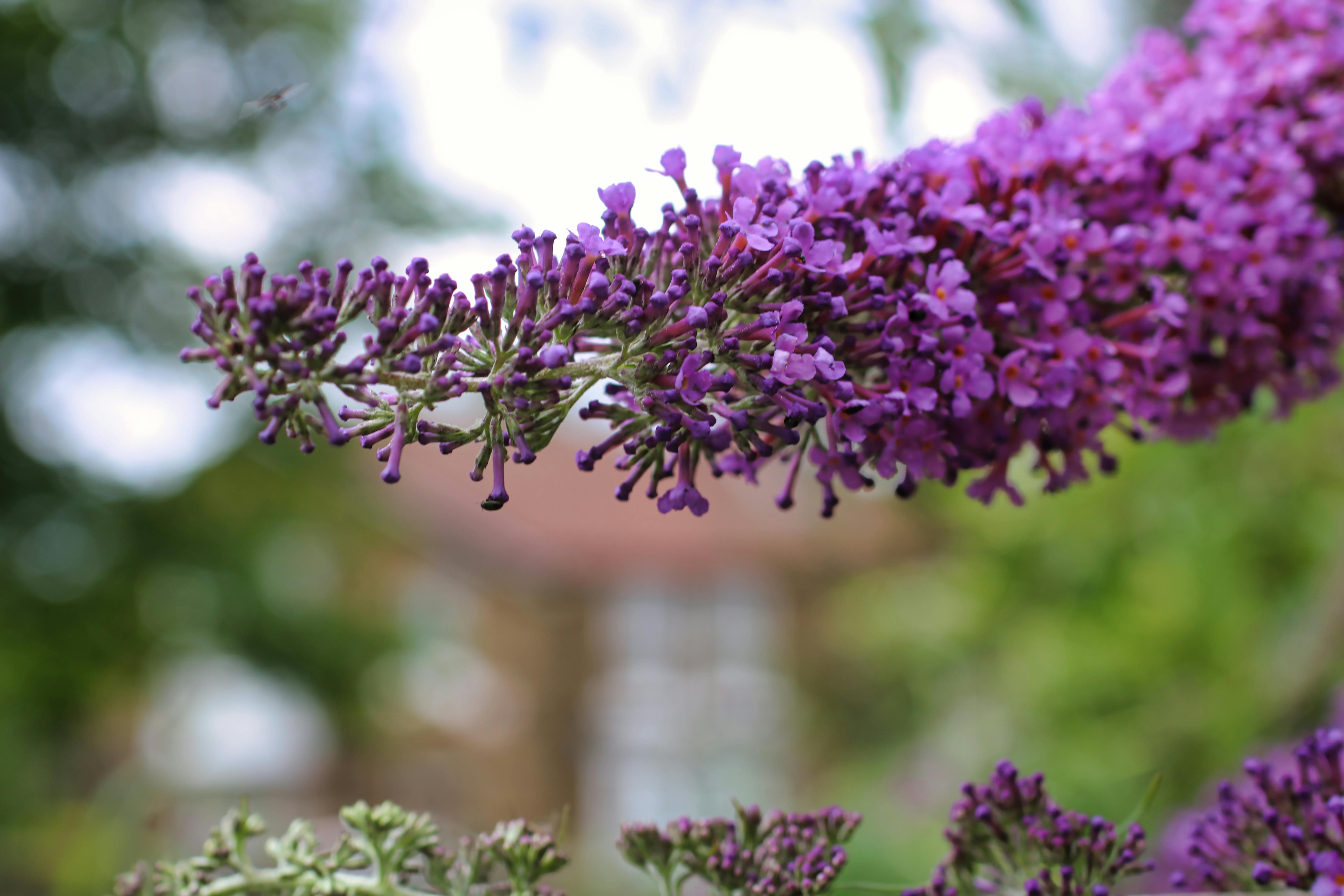 Free stock photo of buddleia, buddleja, Buddlejeae