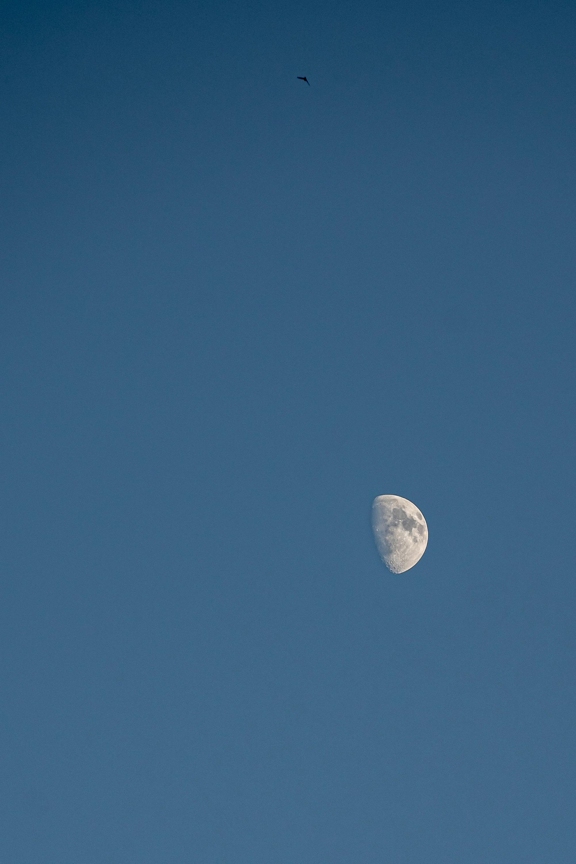 Skin Luna Photos, Download Free Skin Luna Stock Photos & HD Images