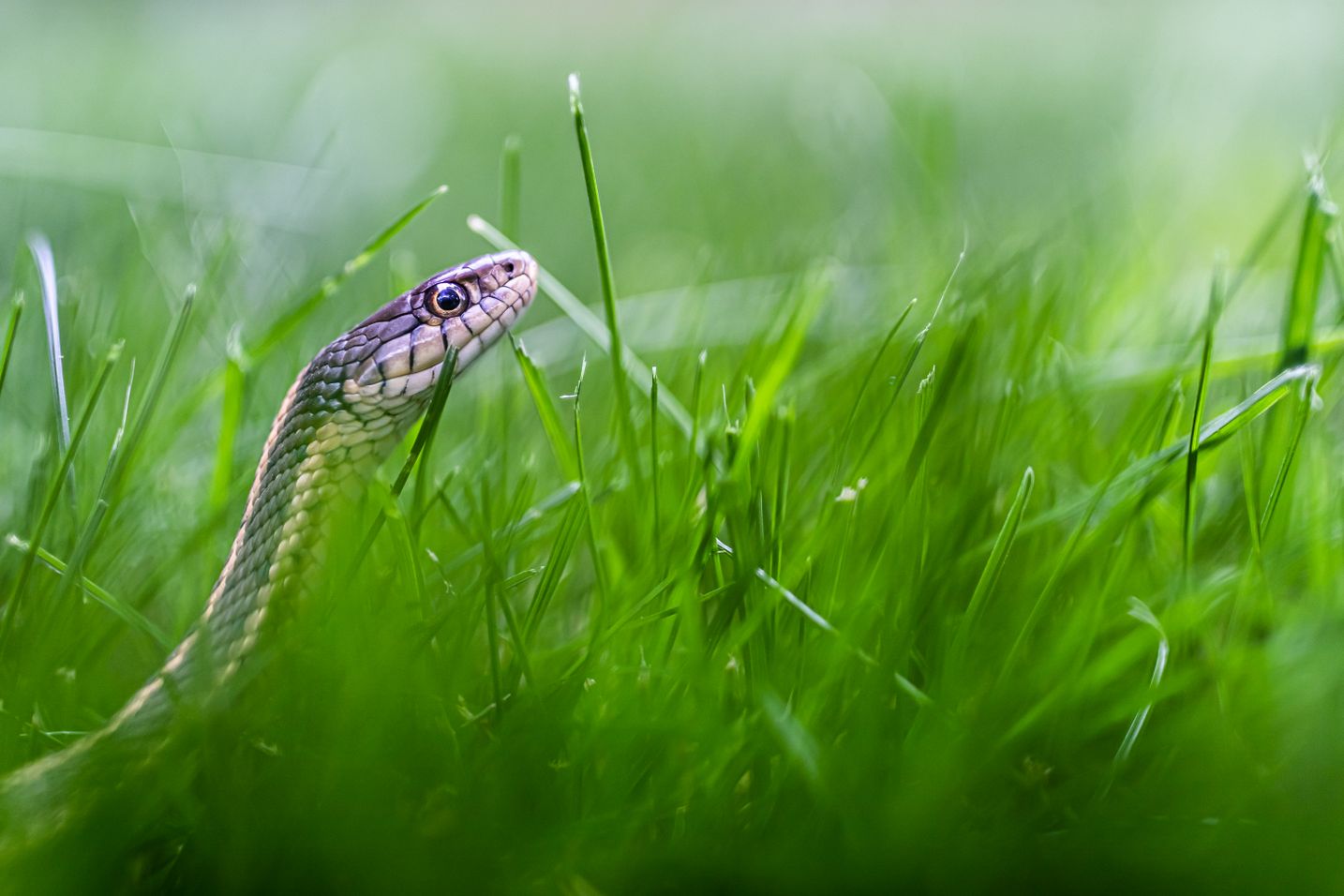 What Does a Cottonmouth Moccasin Look Like: Snake ID Guide