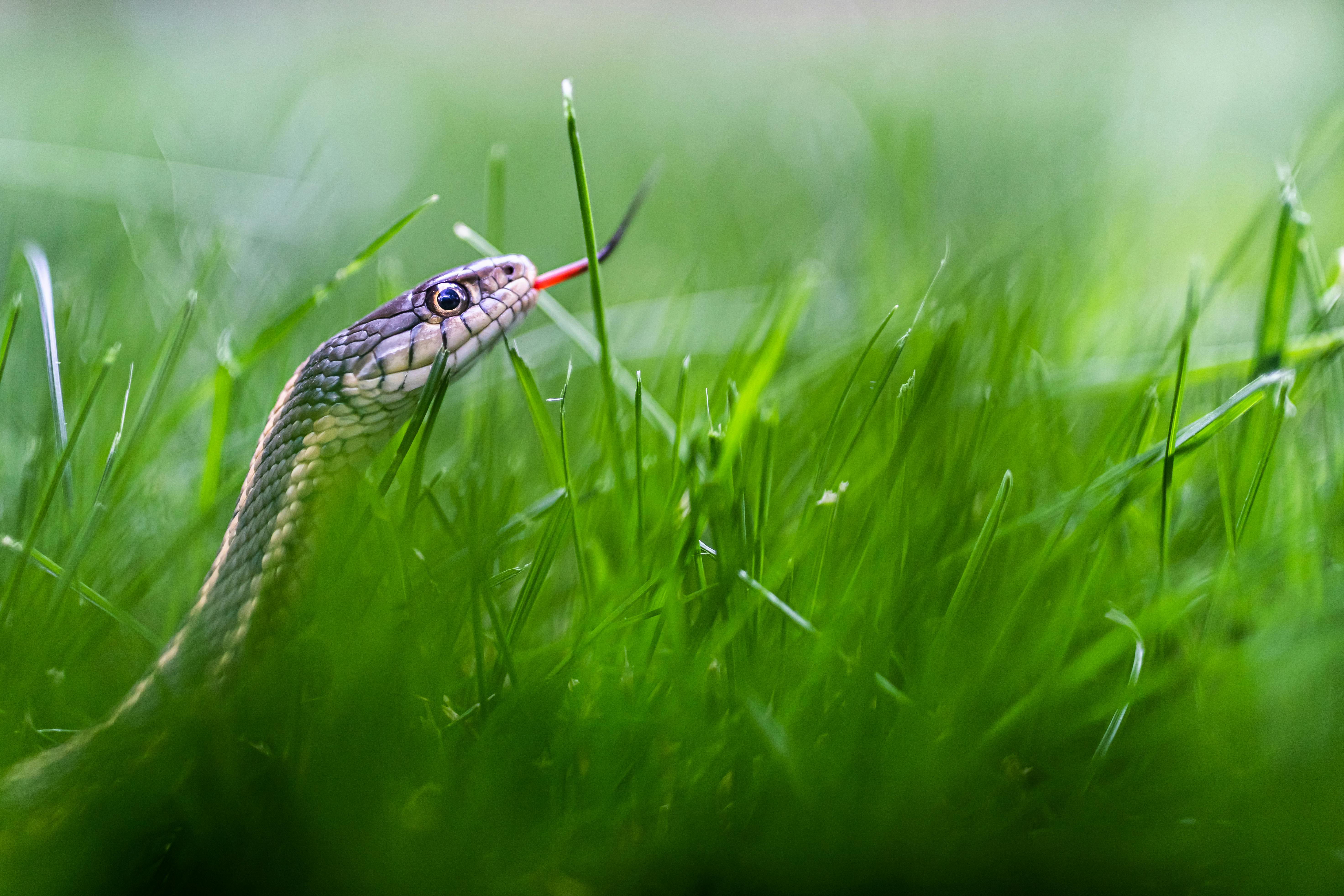 Close-Up Shot of Snake on the Grass · Free Stock Photo