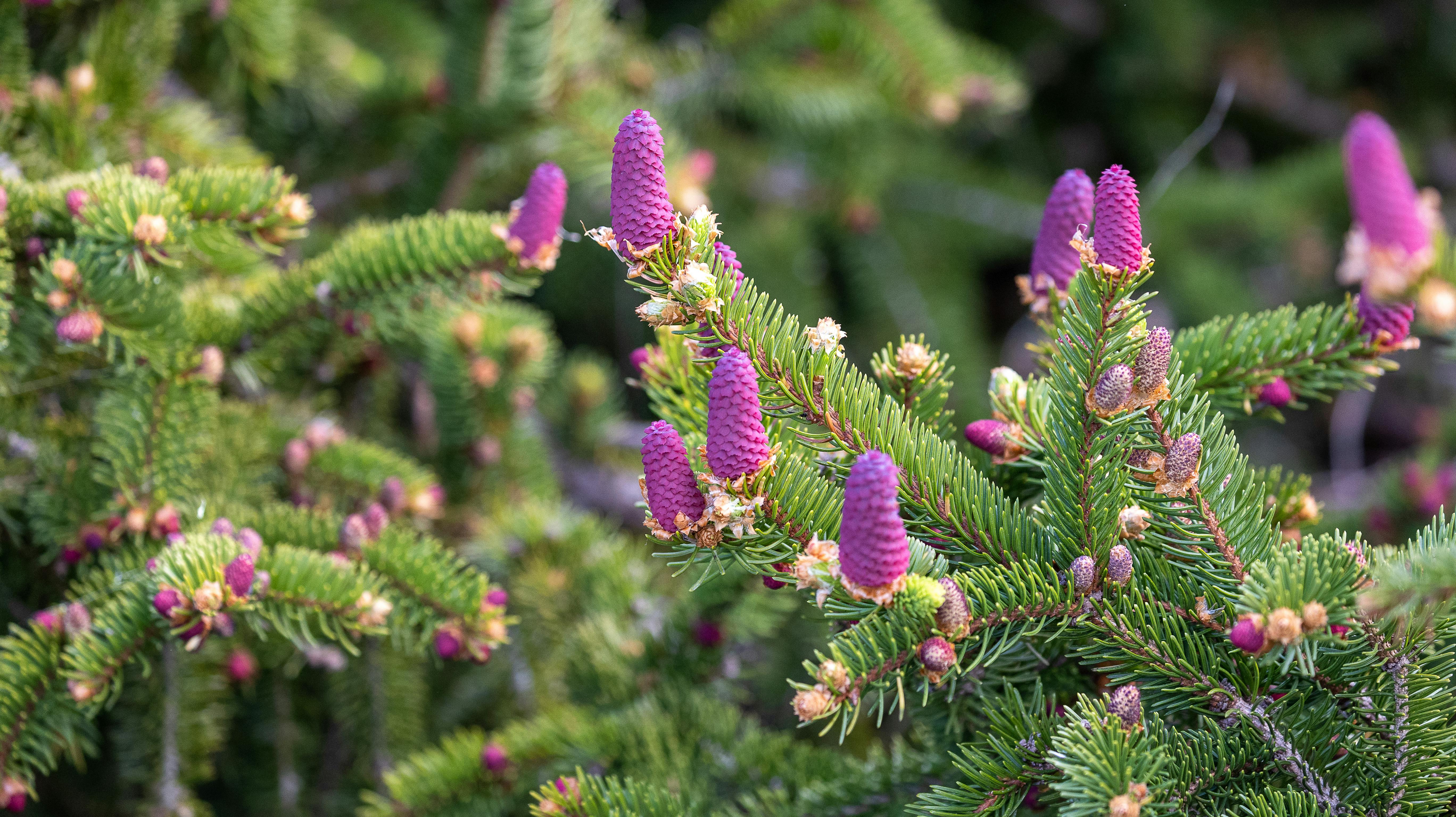 A Close-Up Shot of Spruce Acrocona · Free Stock Photo