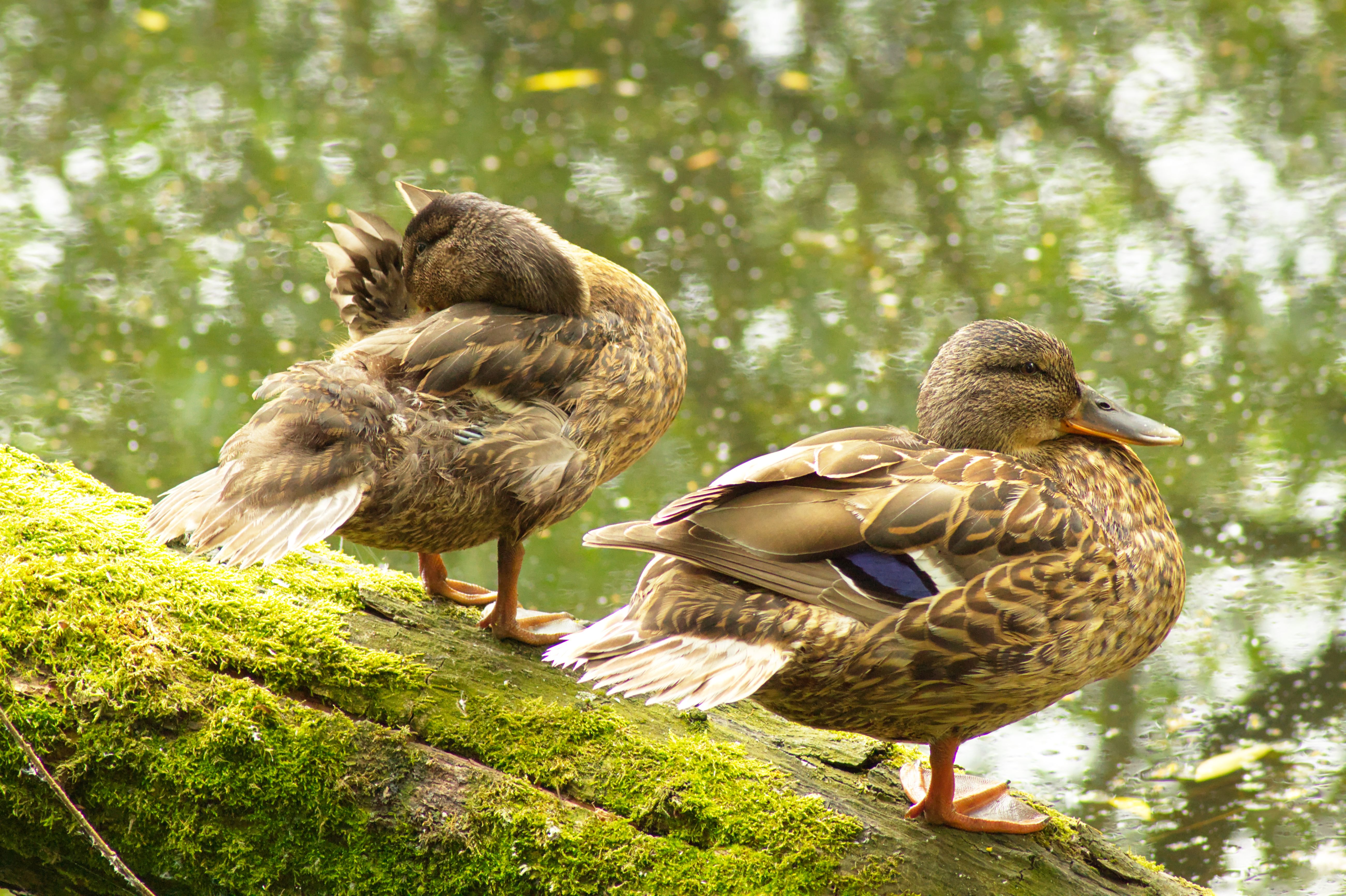 90,501+ Best Free Animals and birds Stock Photos & Images · 100% ...