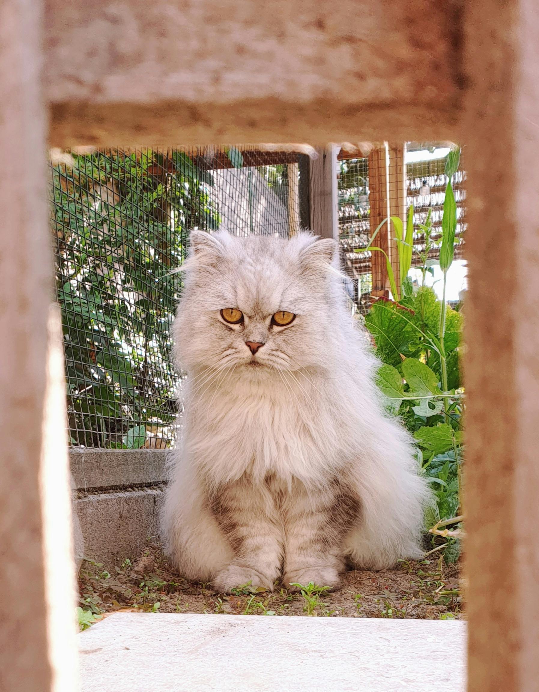 Close-Up Shot of a Persian Cat Sitting on the Ground · Free Stock Photo