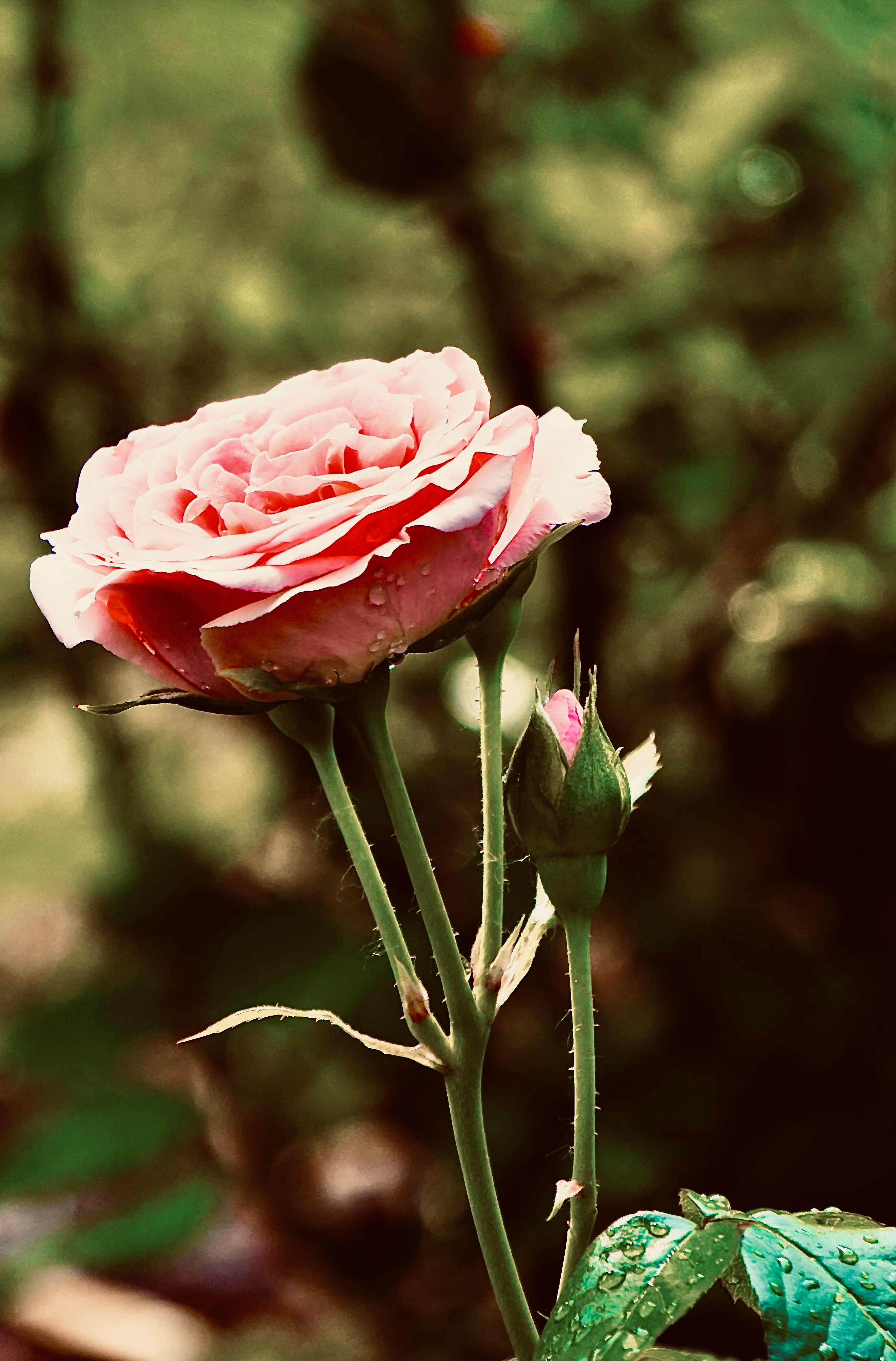 Single Rose in Dew · Free Stock Photo