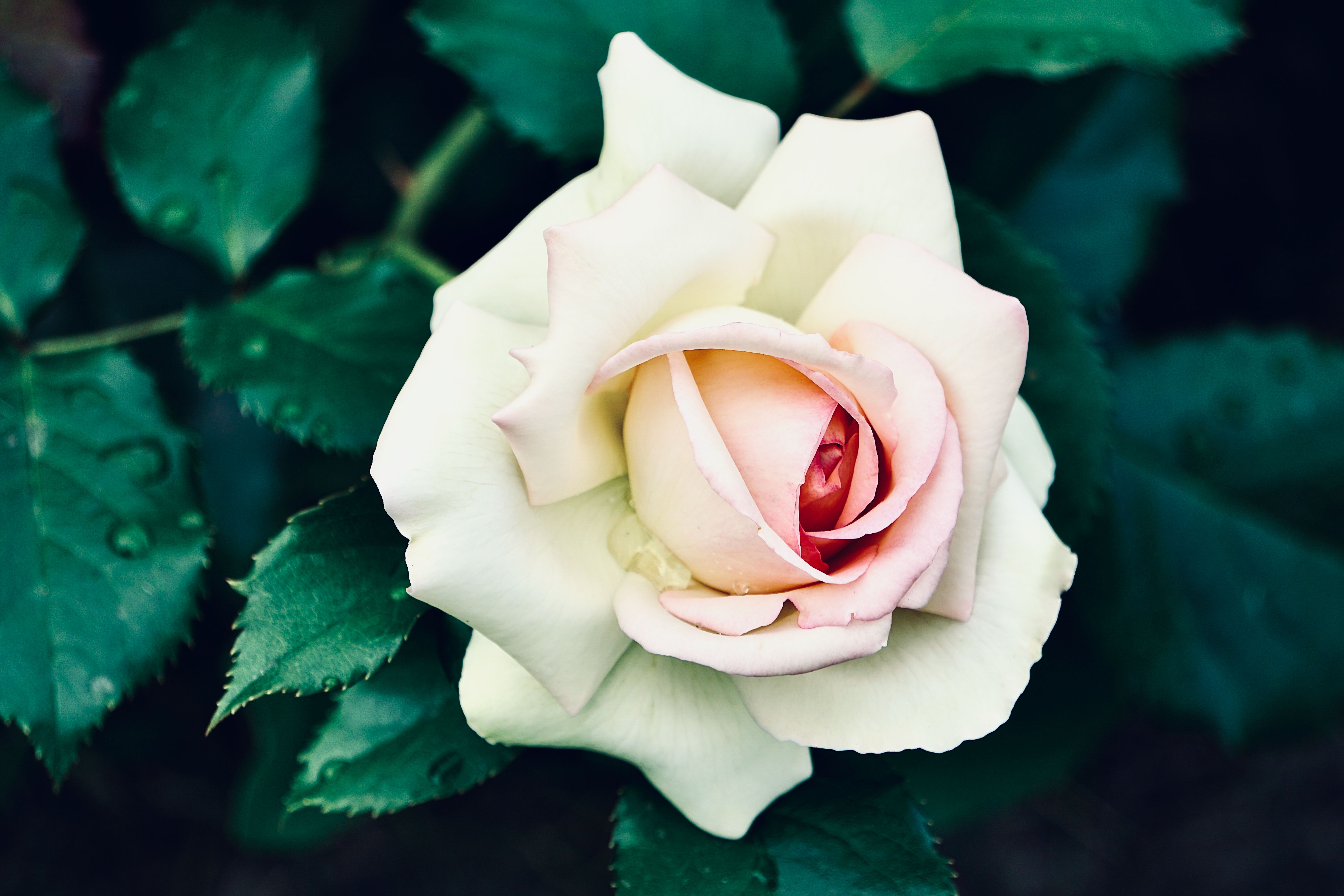 Close Up Shot of a Blue Rose · Free Stock Photo