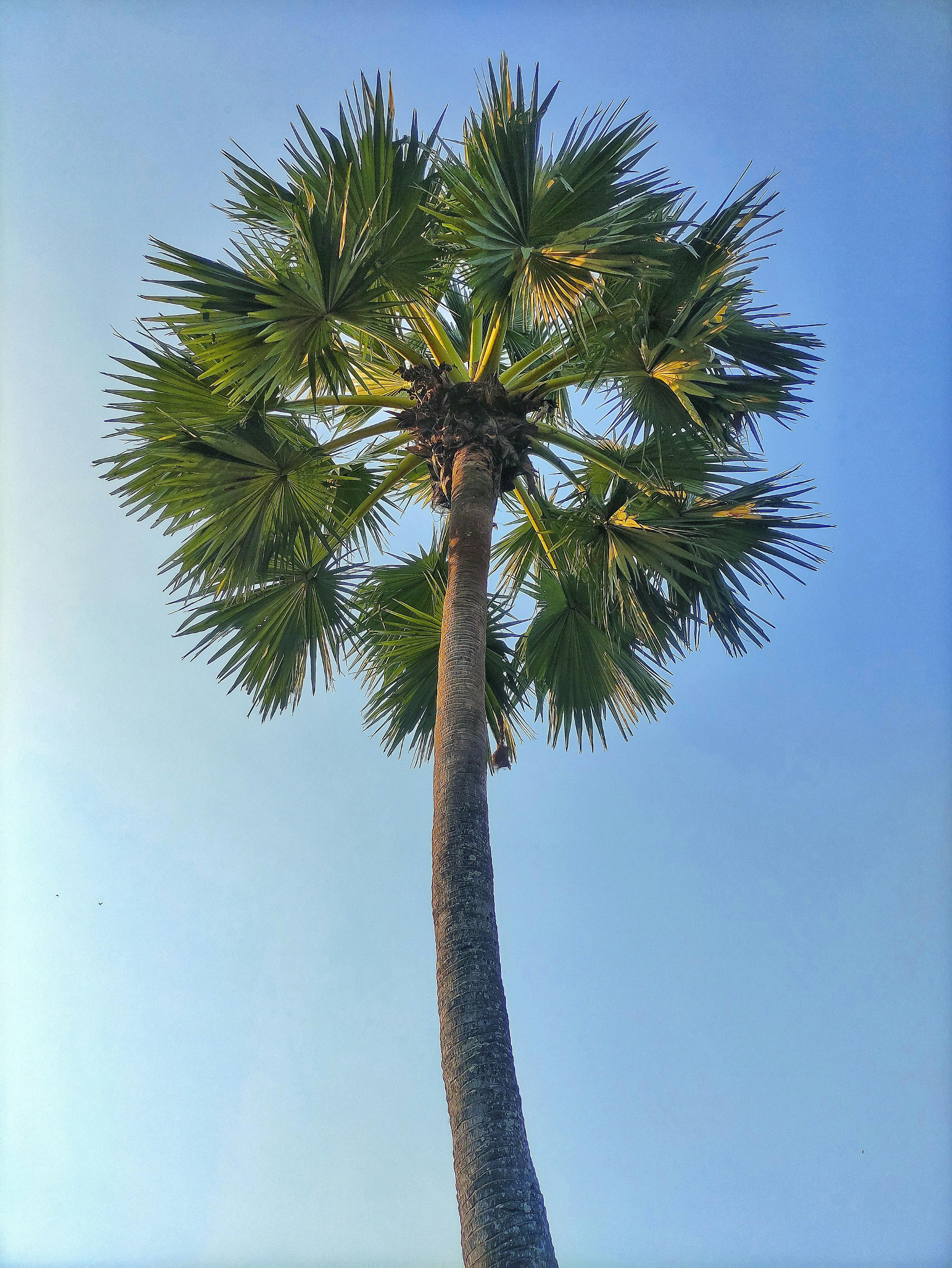 Green Palm Tree Under the Blue Sky · Free Stock Photo