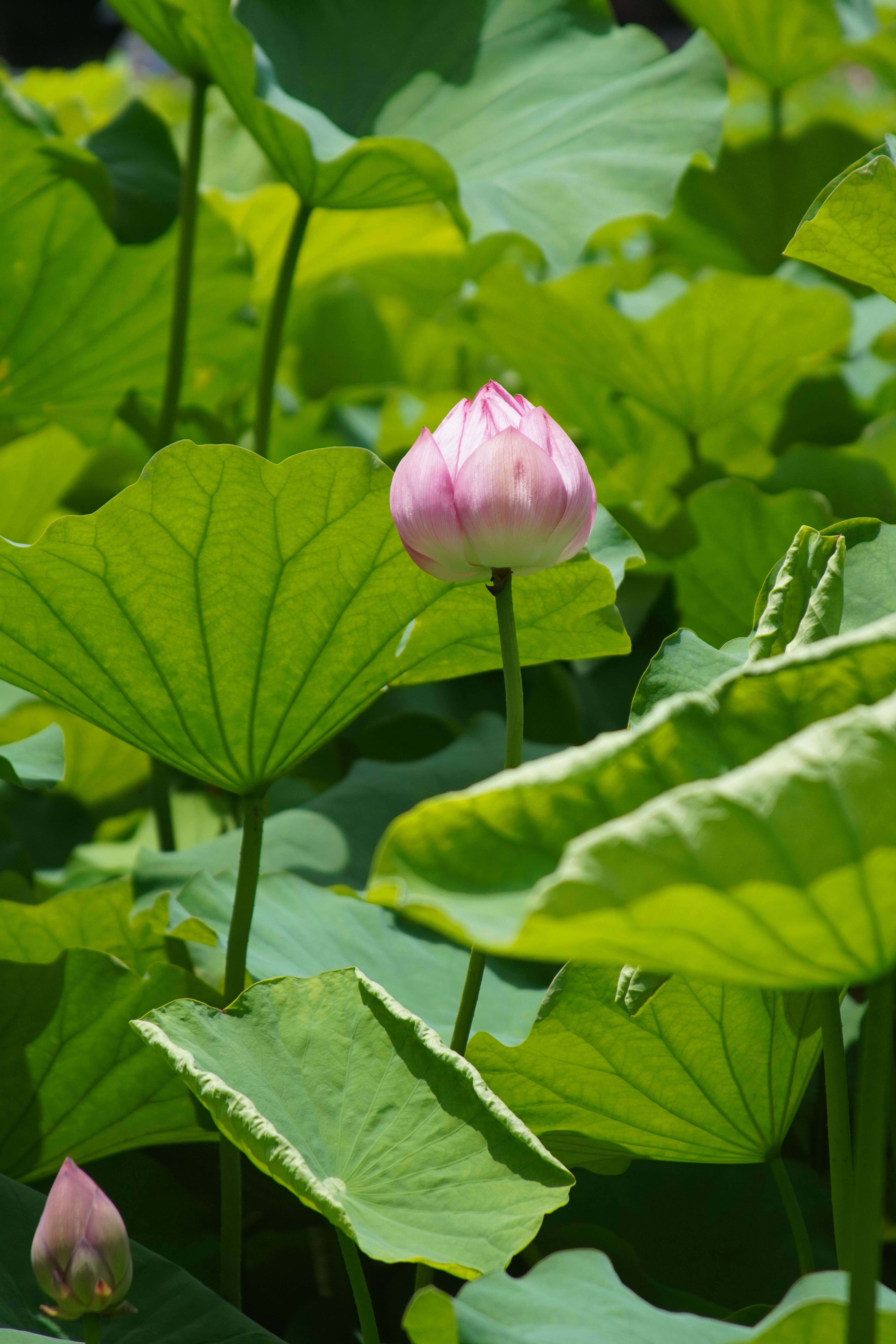 Blooming Pink Flowers With Green Leaves · Free Stock Photo
