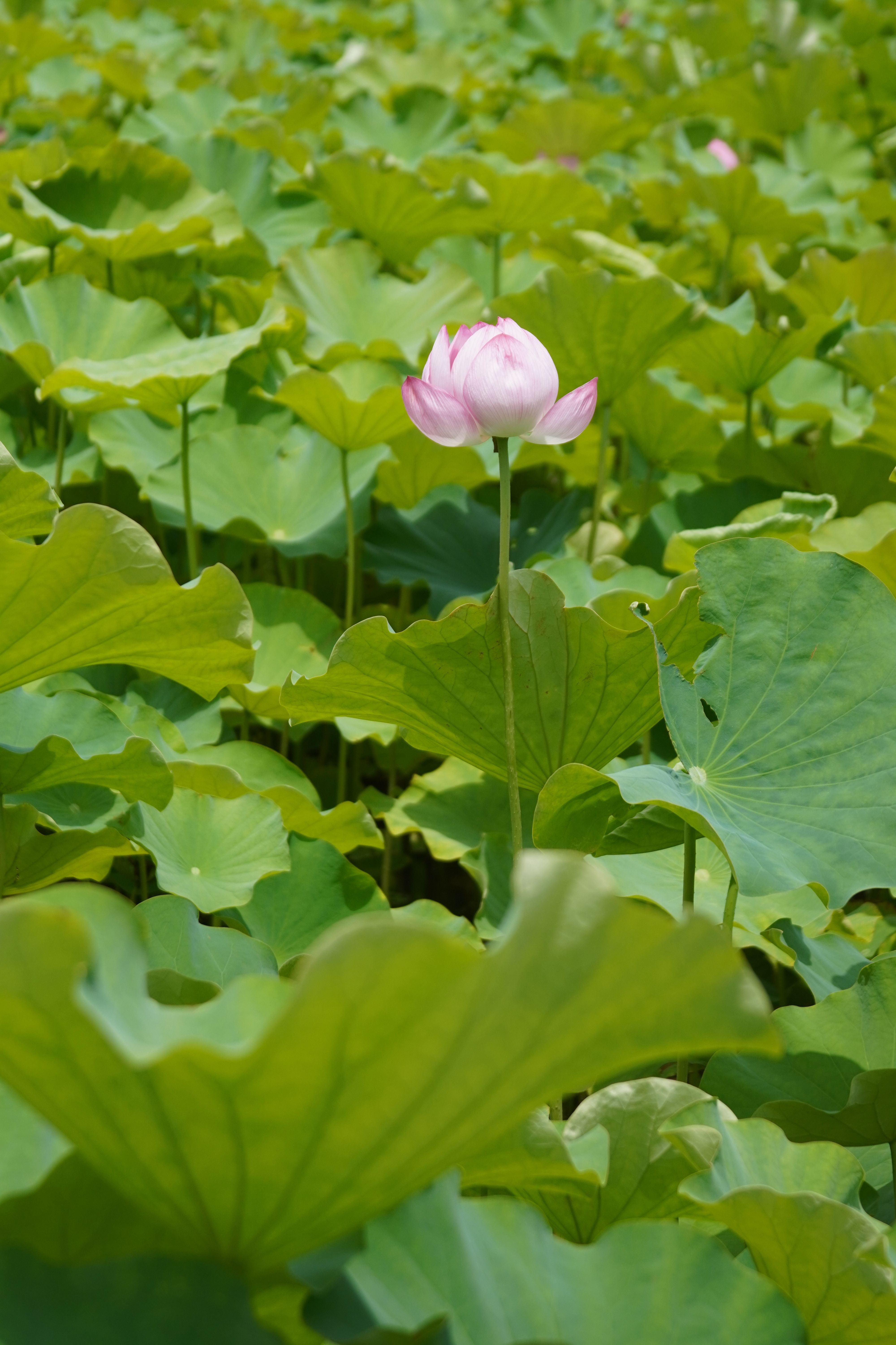 Blooming Pink Flowers With Green Leaves · Free Stock Photo