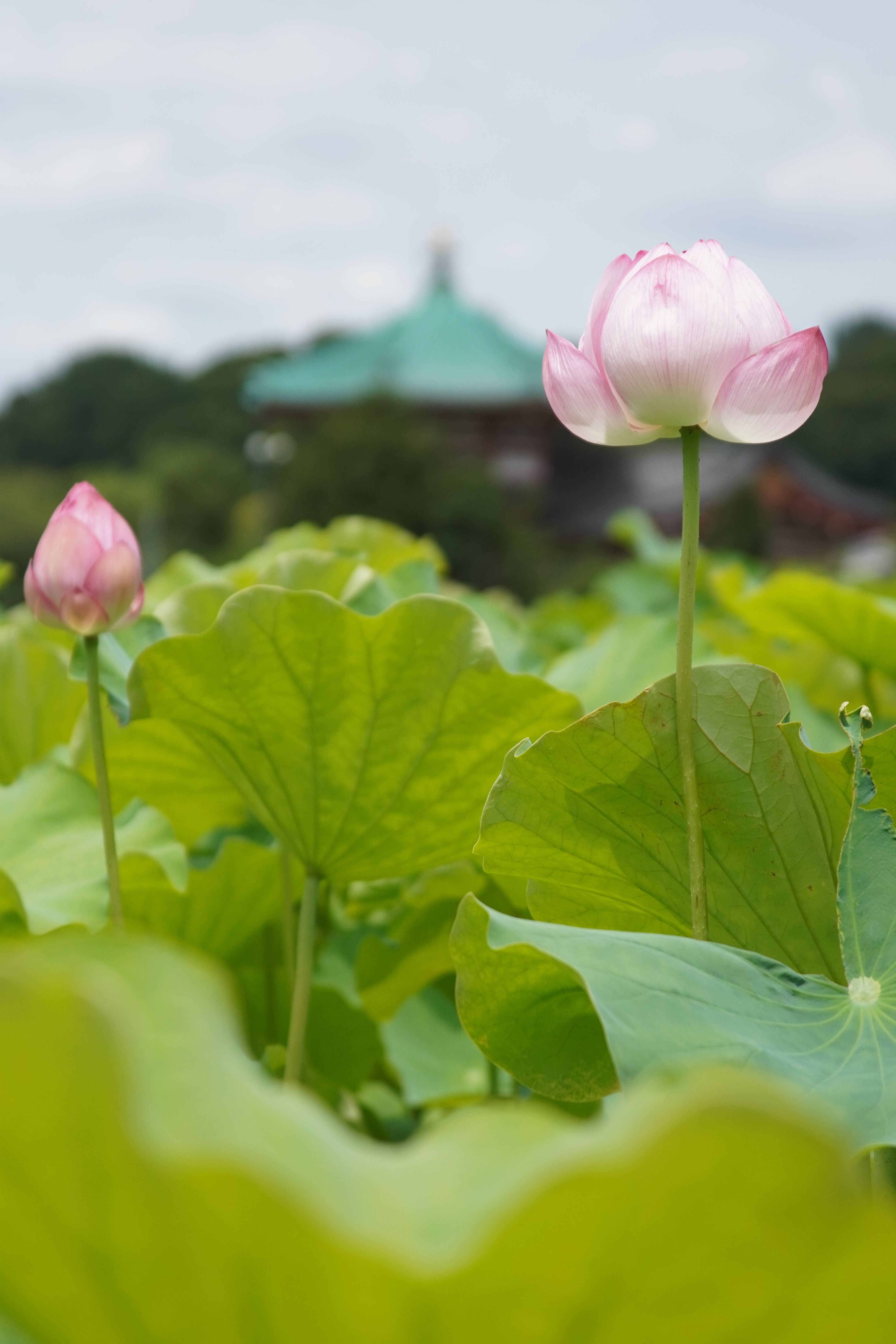 lotus flowers 9 Photos & Videos Collected by krissa n