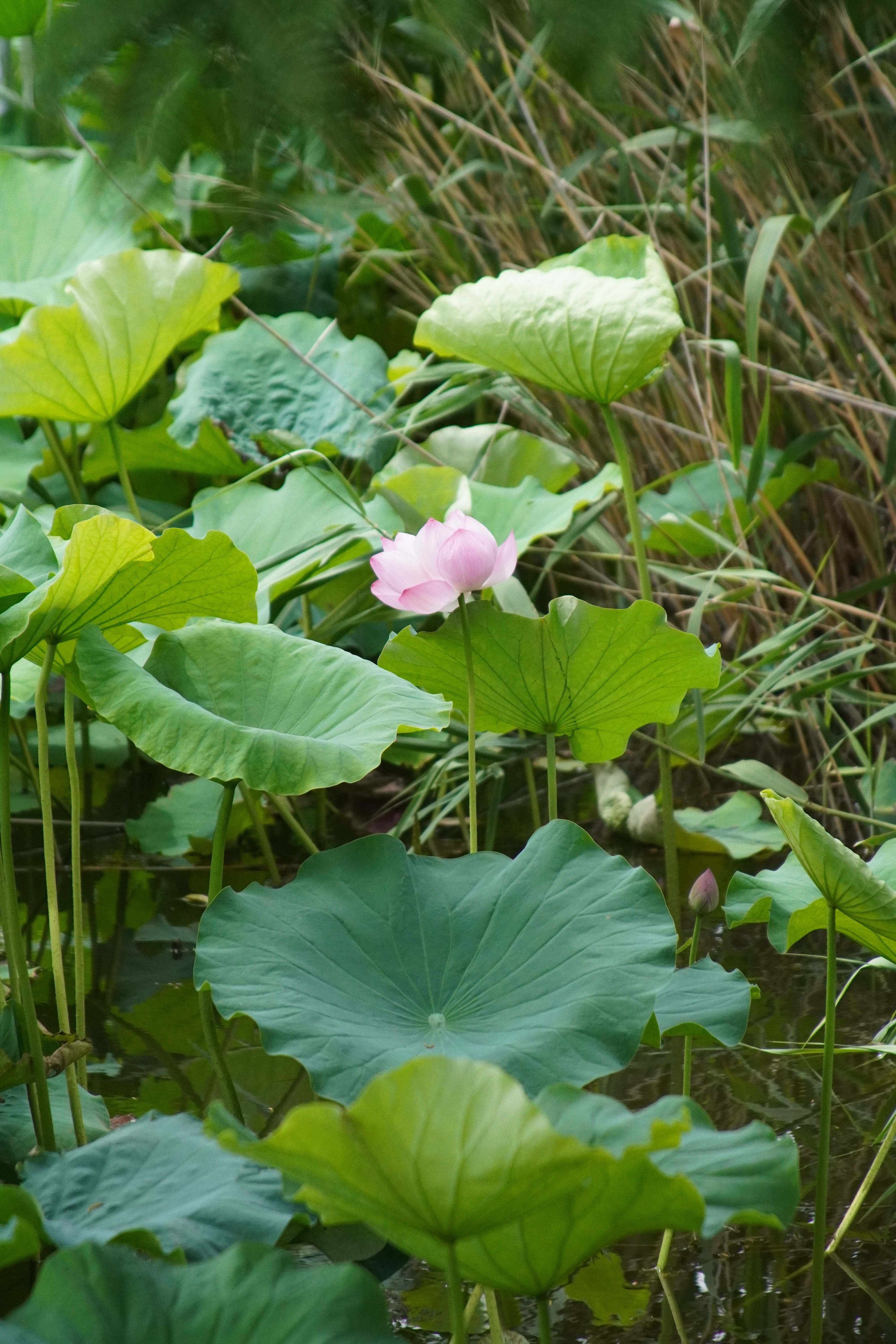 Elegant Woman Standing Outside, Holding Lotus Flowers and Smiling ...
