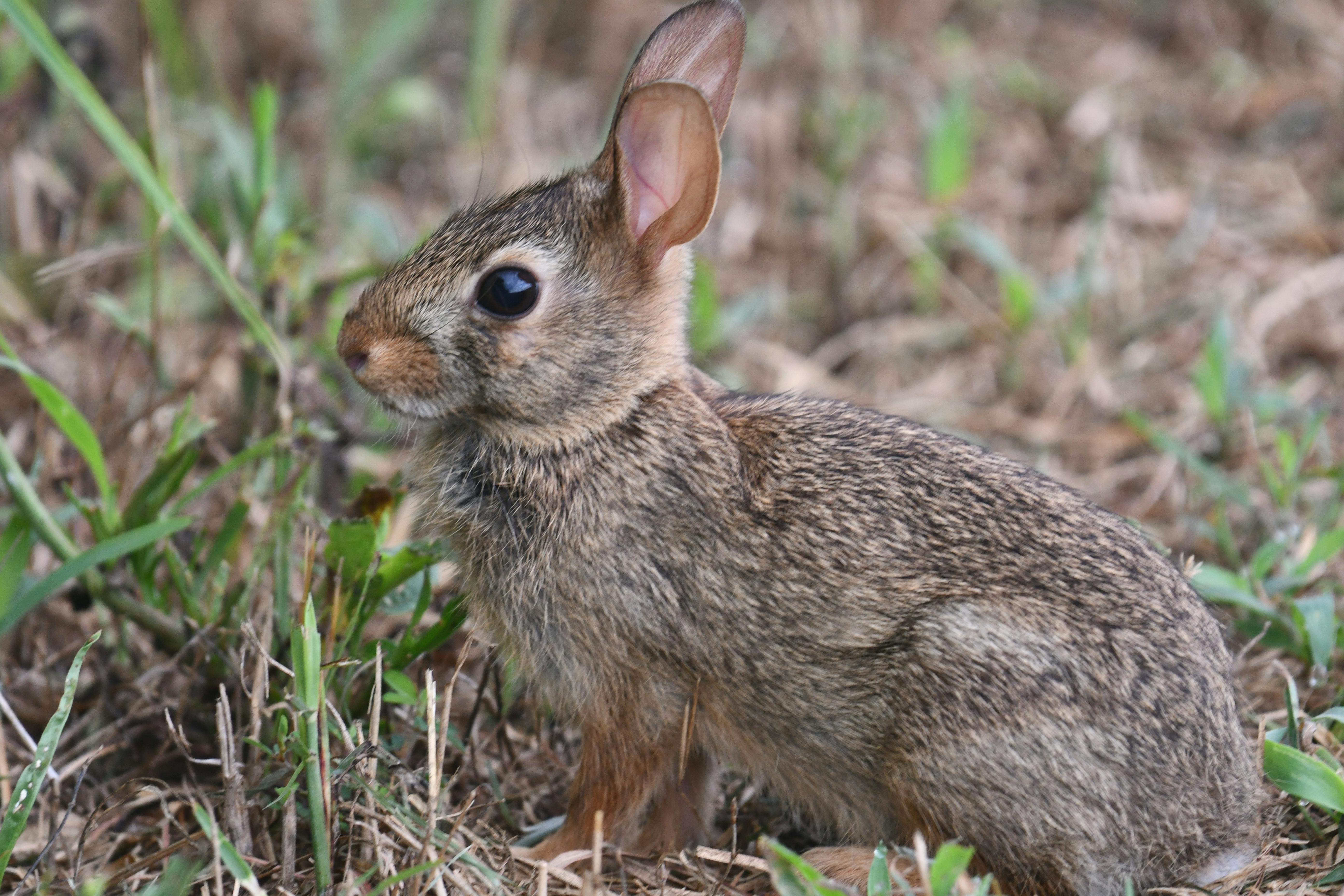 Cottontail Rabbit Photos, Download The BEST Free Cottontail Rabbit ...