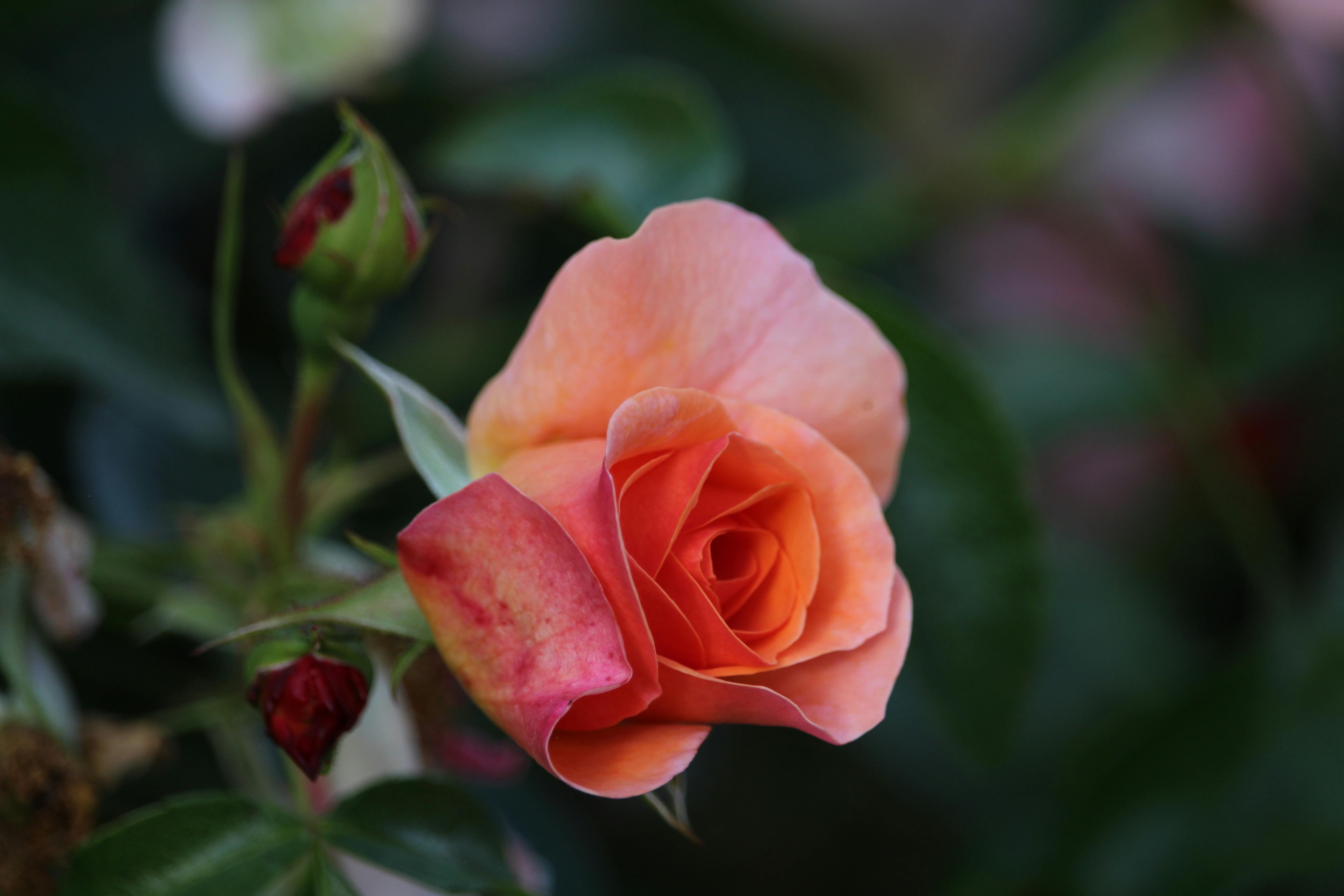Pink Rose in Bloom · Free Stock Photo