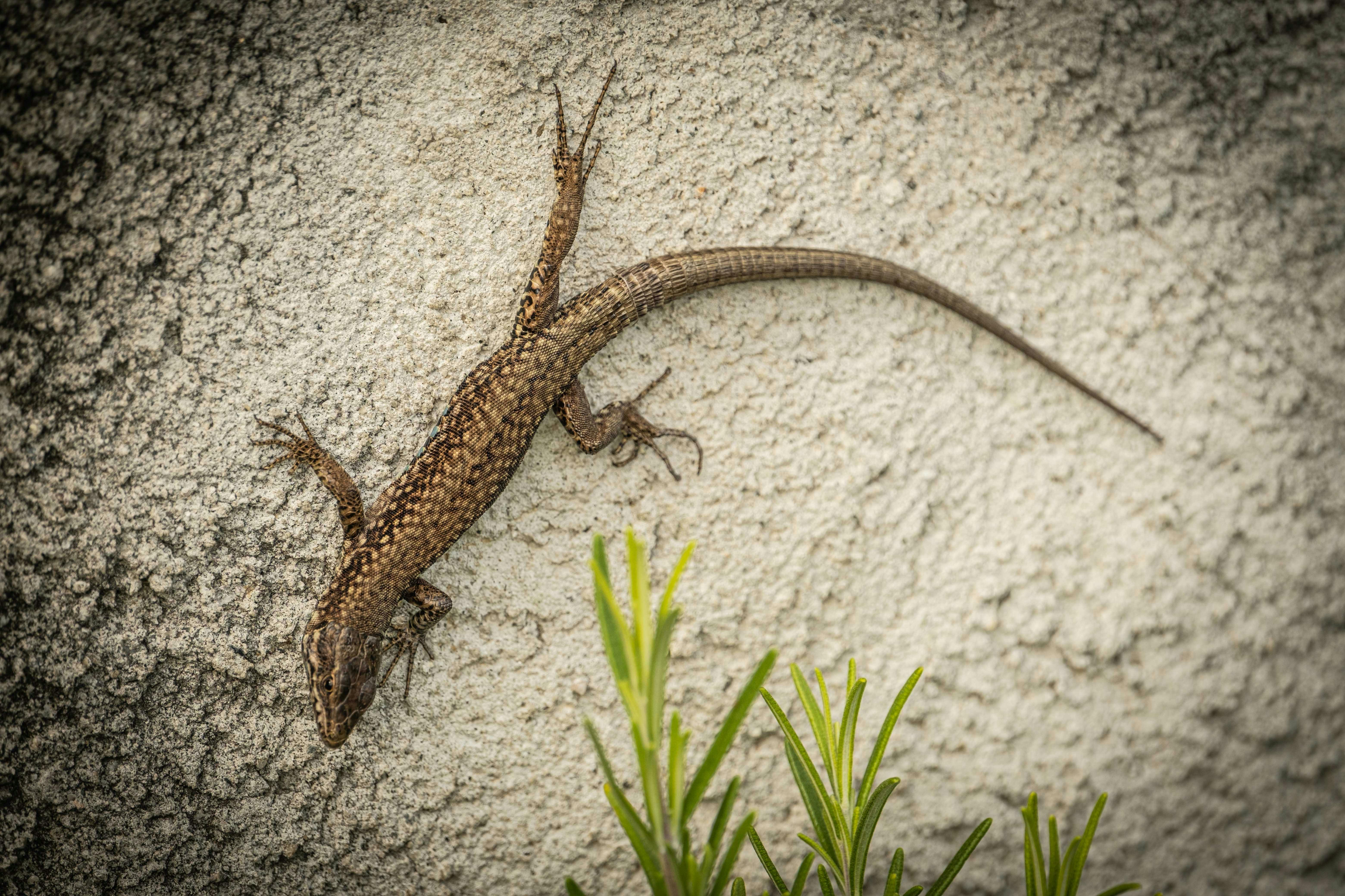 Close-up Photo of Common Wall Lizard · Free Stock Photo