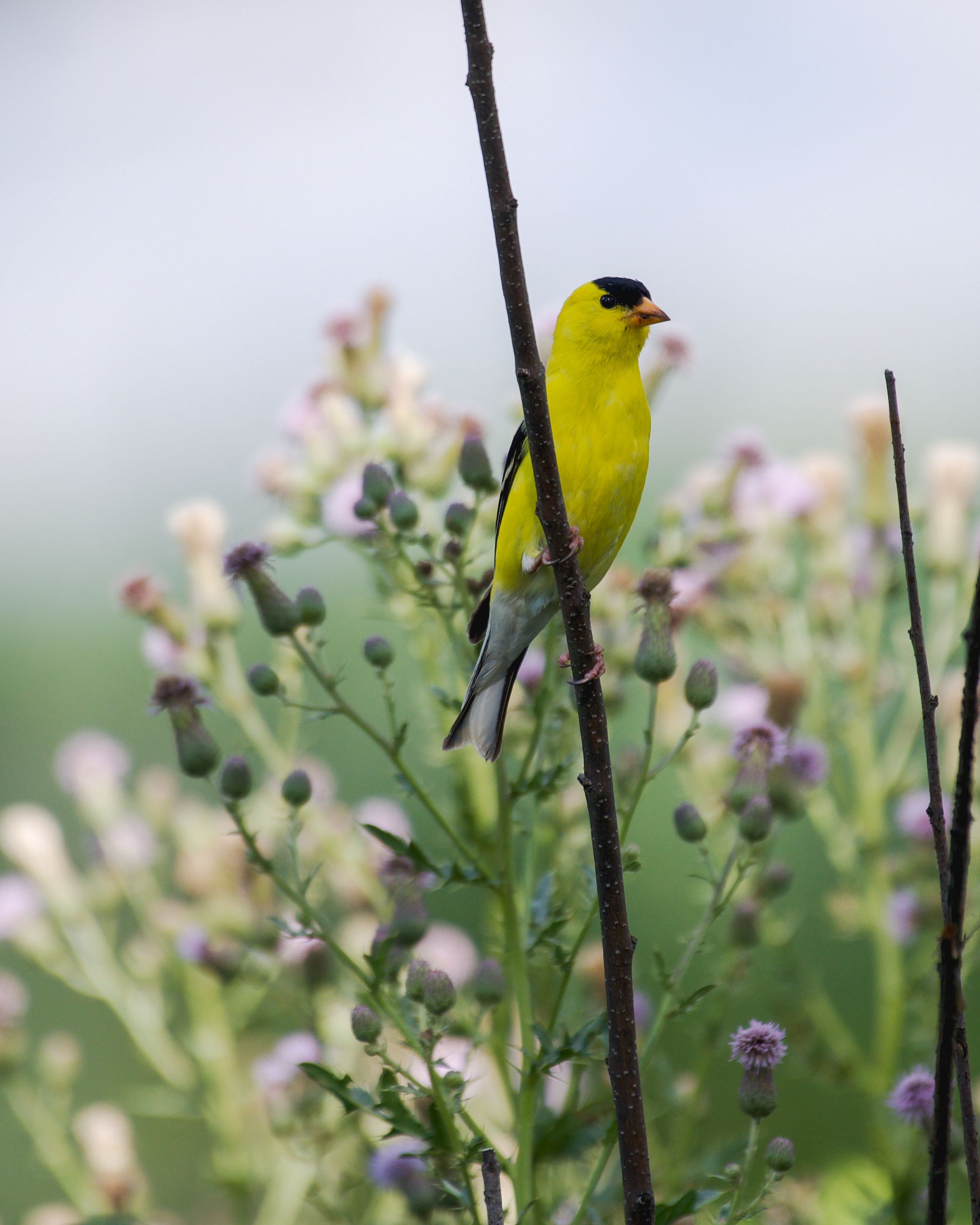 Goldfinch Bird Photos, Download Free Goldfinch Bird Stock Photos & HD ...