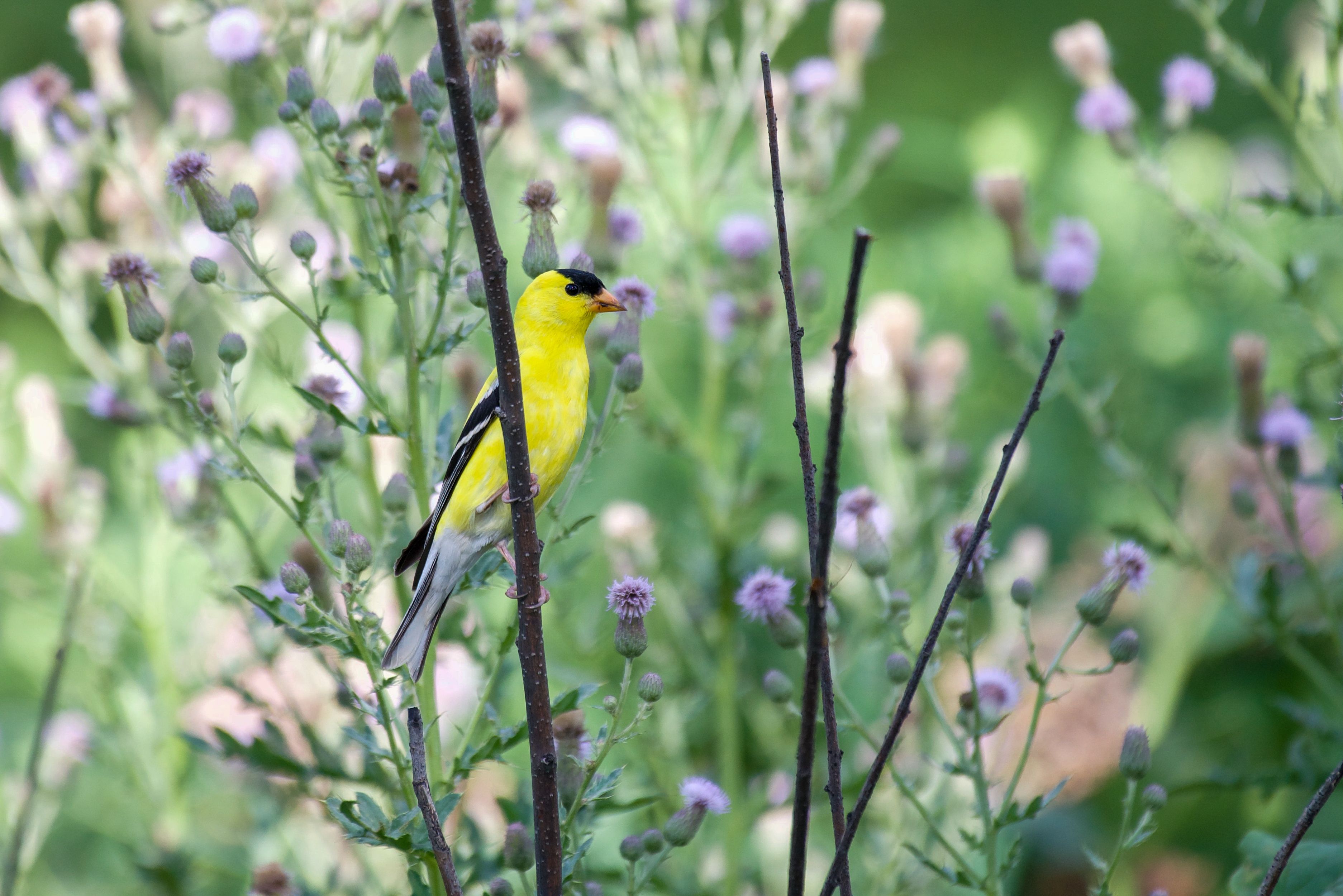 American Goldfinch Photos, Download The BEST Free American Goldfinch ...