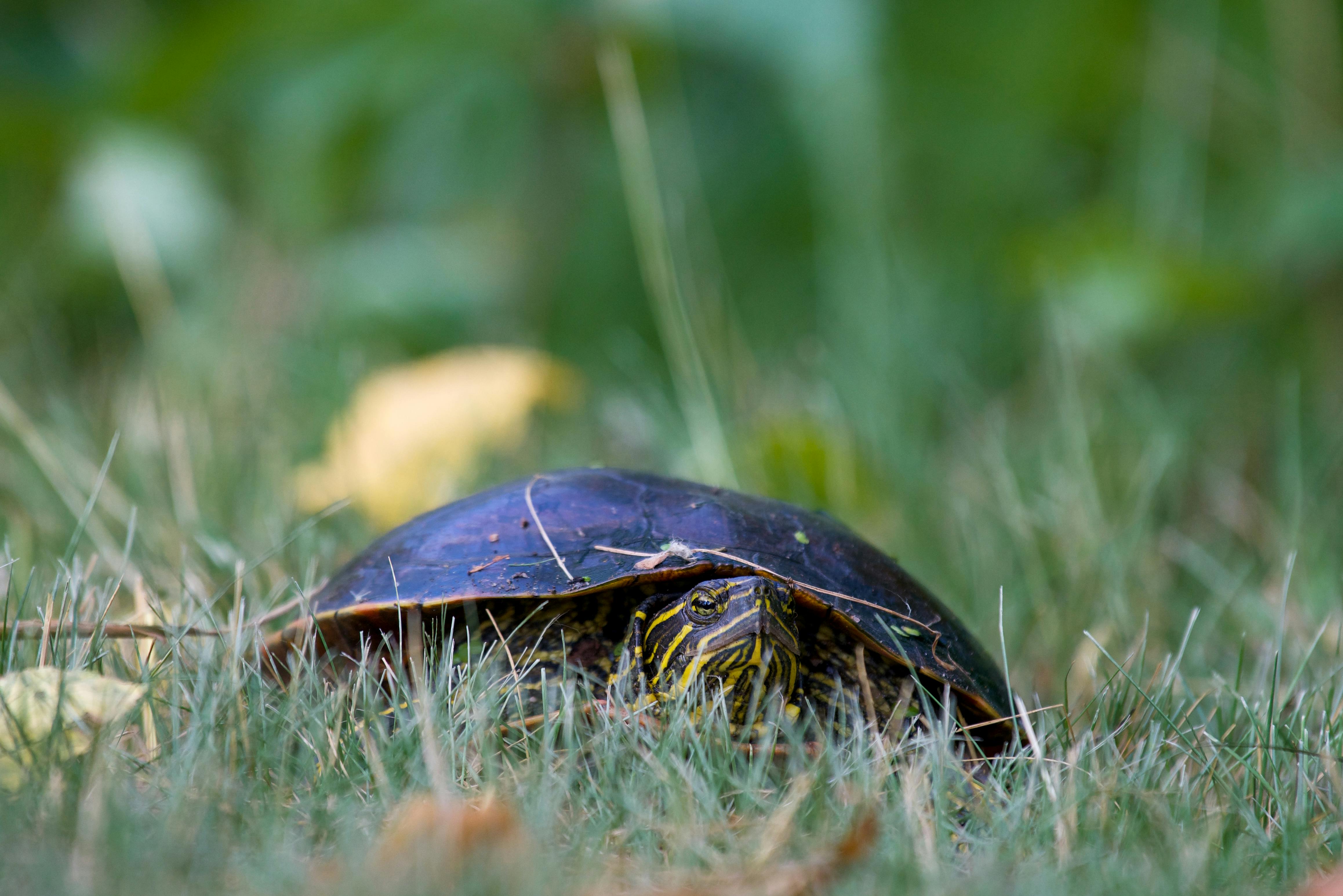 Photo of Sea Turtles Crawling on Beach · Free Stock Photo
