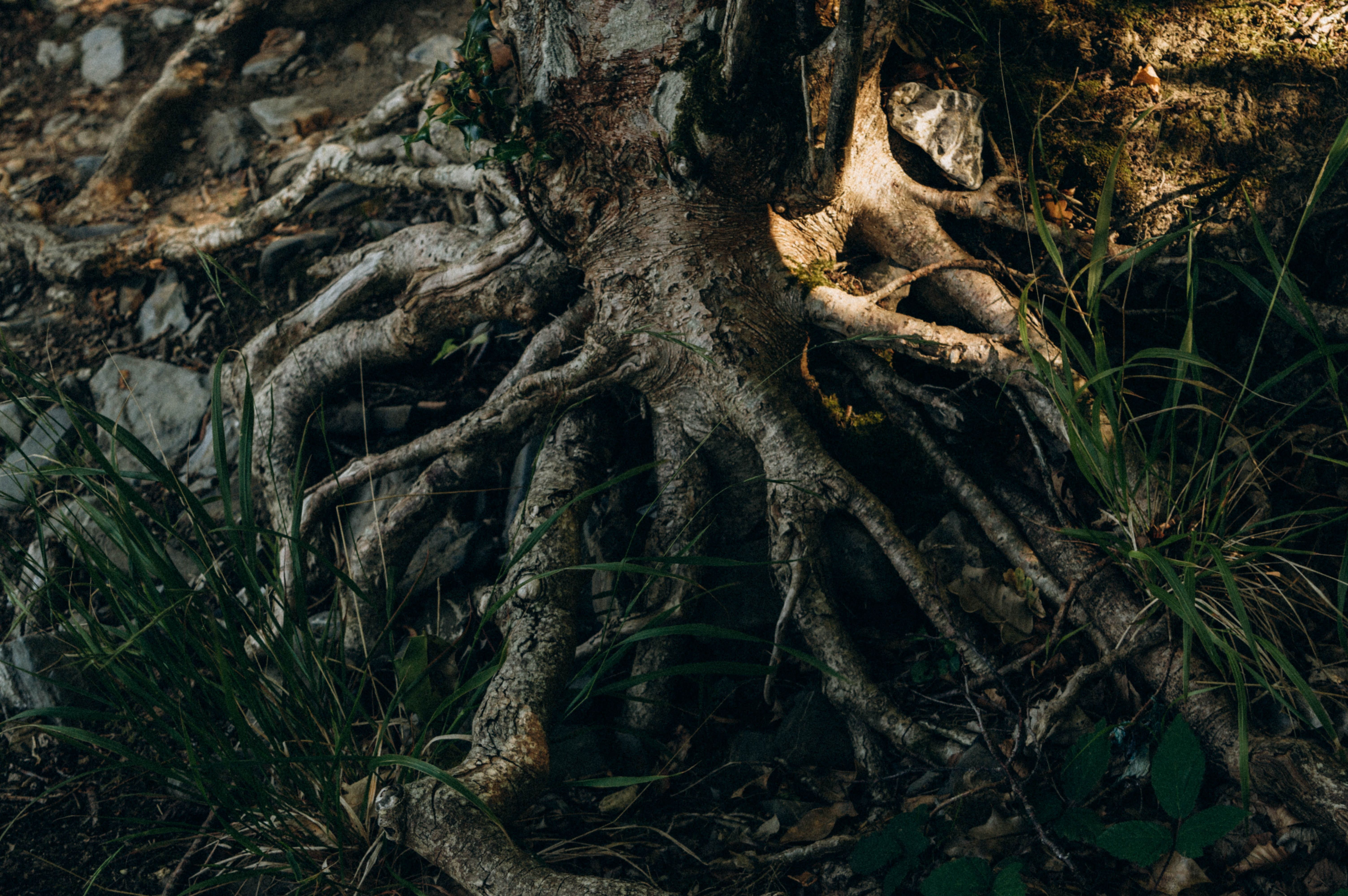 Two Brown Trees · Free Stock Photo